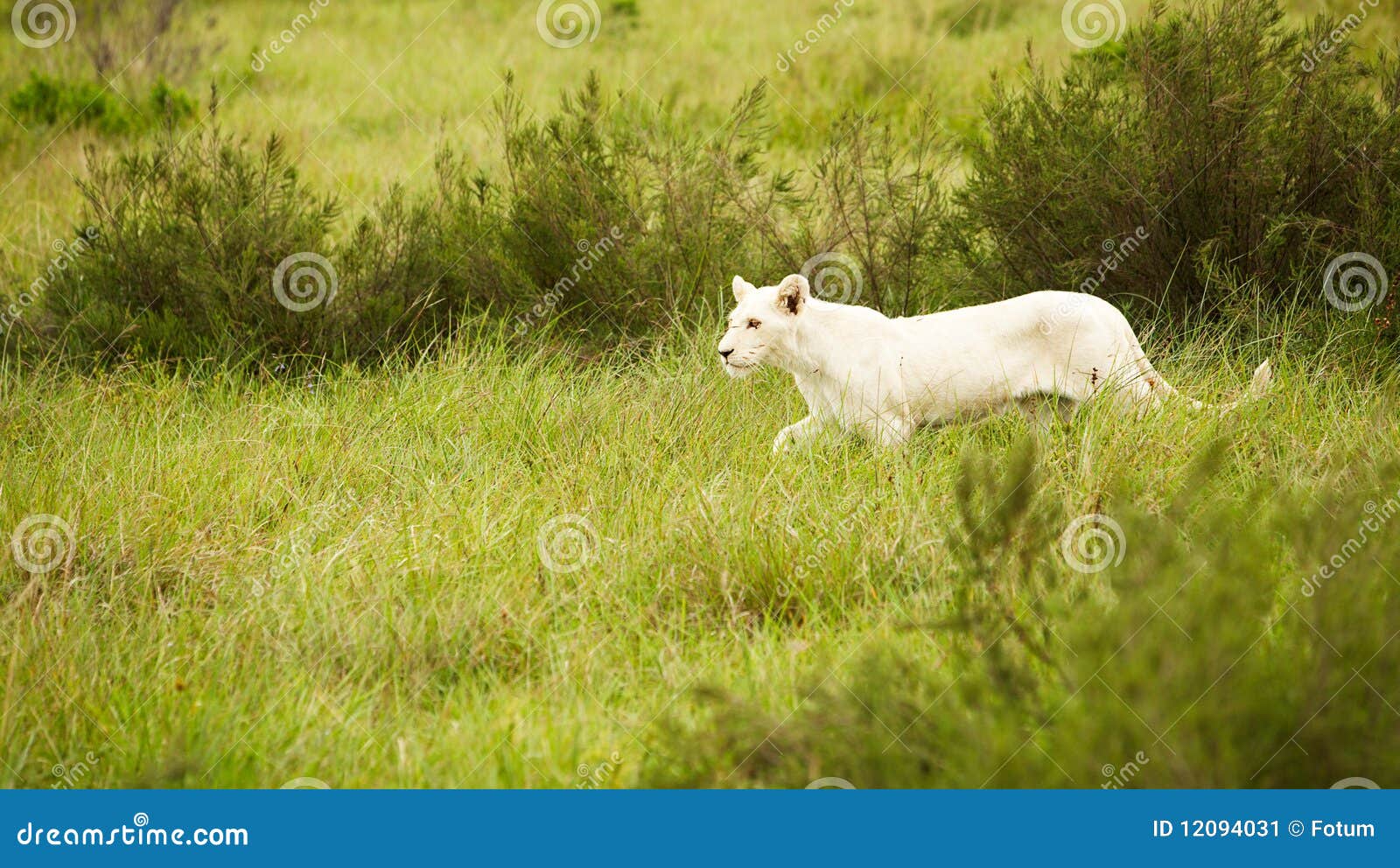 Weißer Löwe in der Savanne stockbild. Bild von haar, albino - 12094031