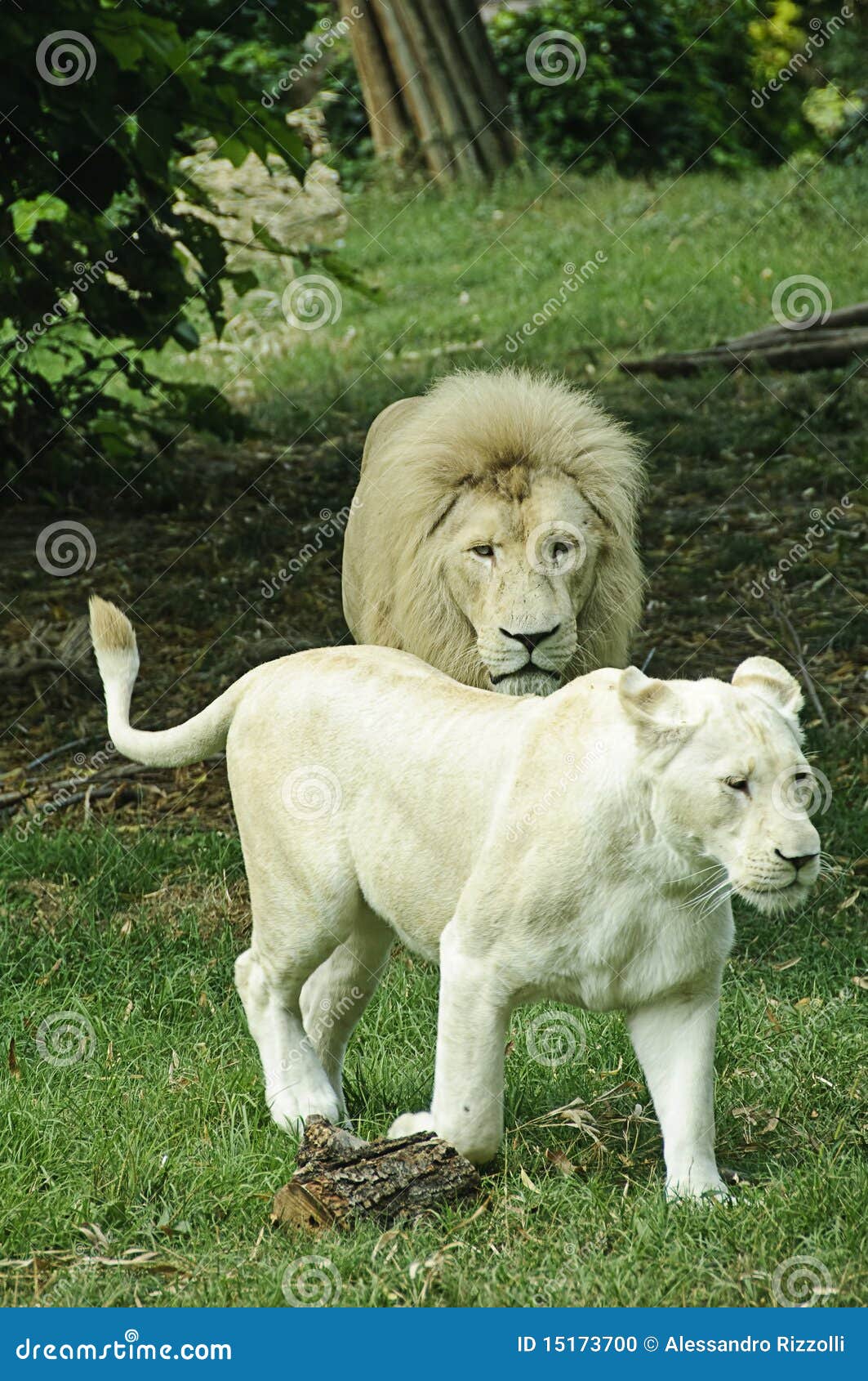 Weißer Löwe und Löwin stockfoto. Bild von paar, nave - 15173700