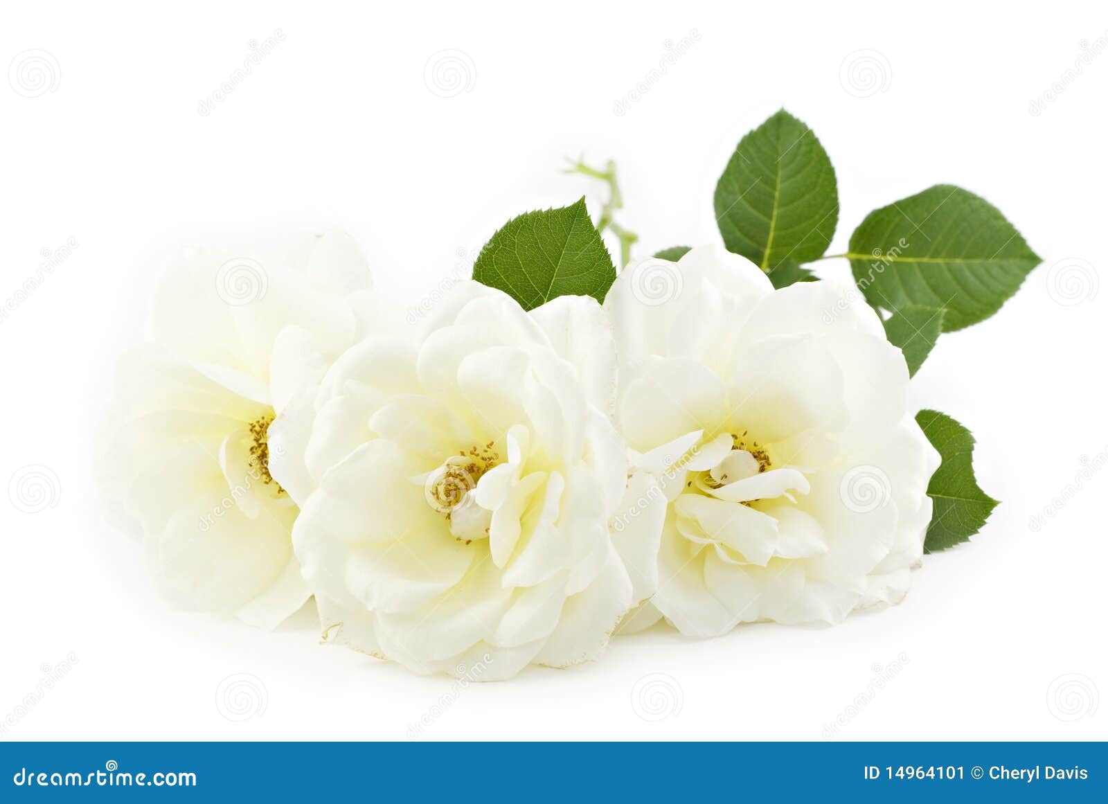 Weißer Rose-Weiß-Hintergrund Stockbild - Bild von horizontal, farbe ...