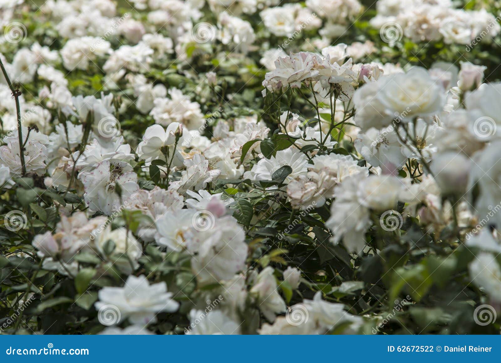 Weißer Rosenbusch stockfoto. Bild von garten, stieg, nave - 62672522