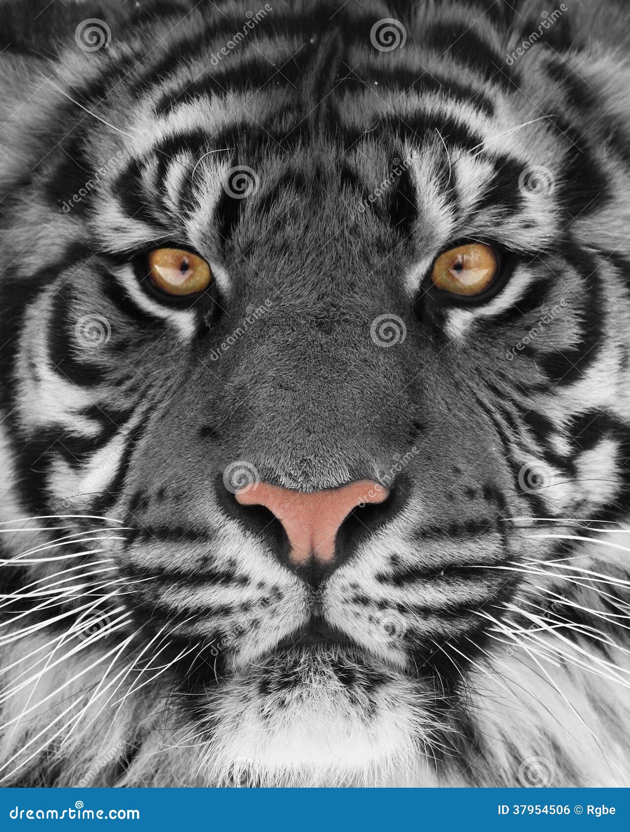 Weißer Tiger stockfoto. Bild von auge, tier, blick, tiger - 37954506
