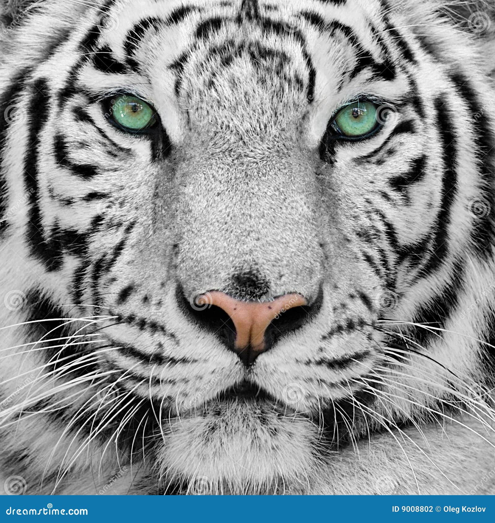 Weißer Tiger stockfoto. Bild von säugetier, stark, porträt - 9008802