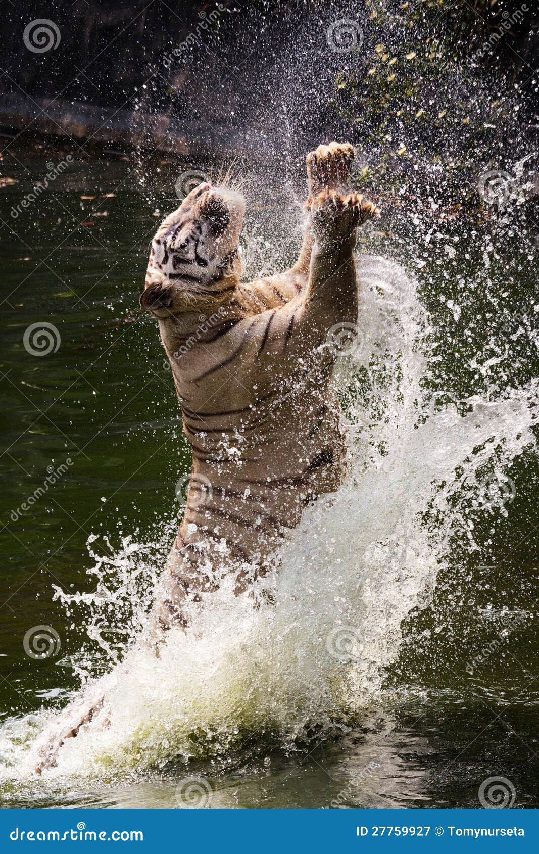 Weißer Tiger Springt/springend Stockbild - Bild von masse, geschöpf ...