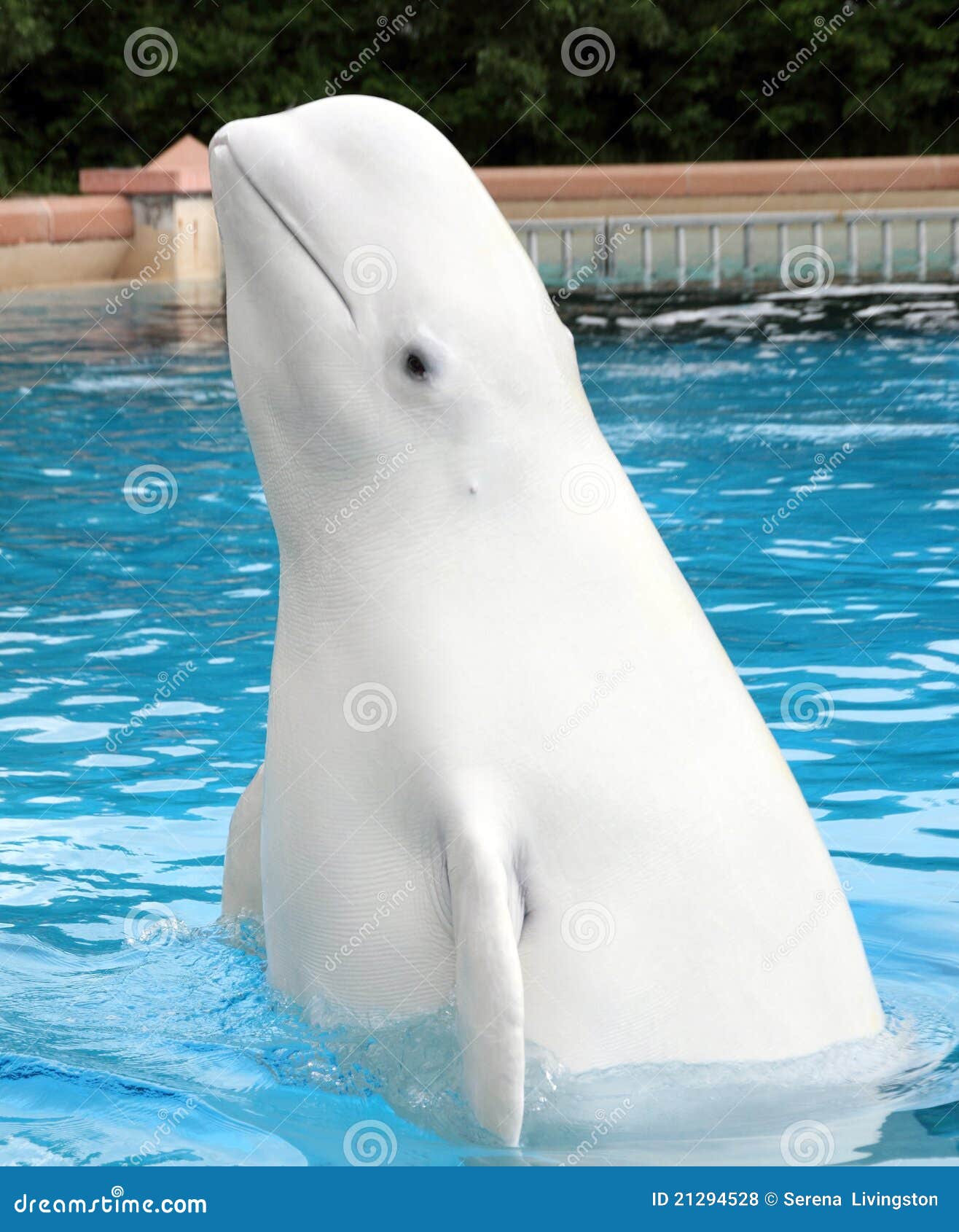 Weißer Weißwal-Wal Lizenzfreie Stockfotos - Bild: 21294528