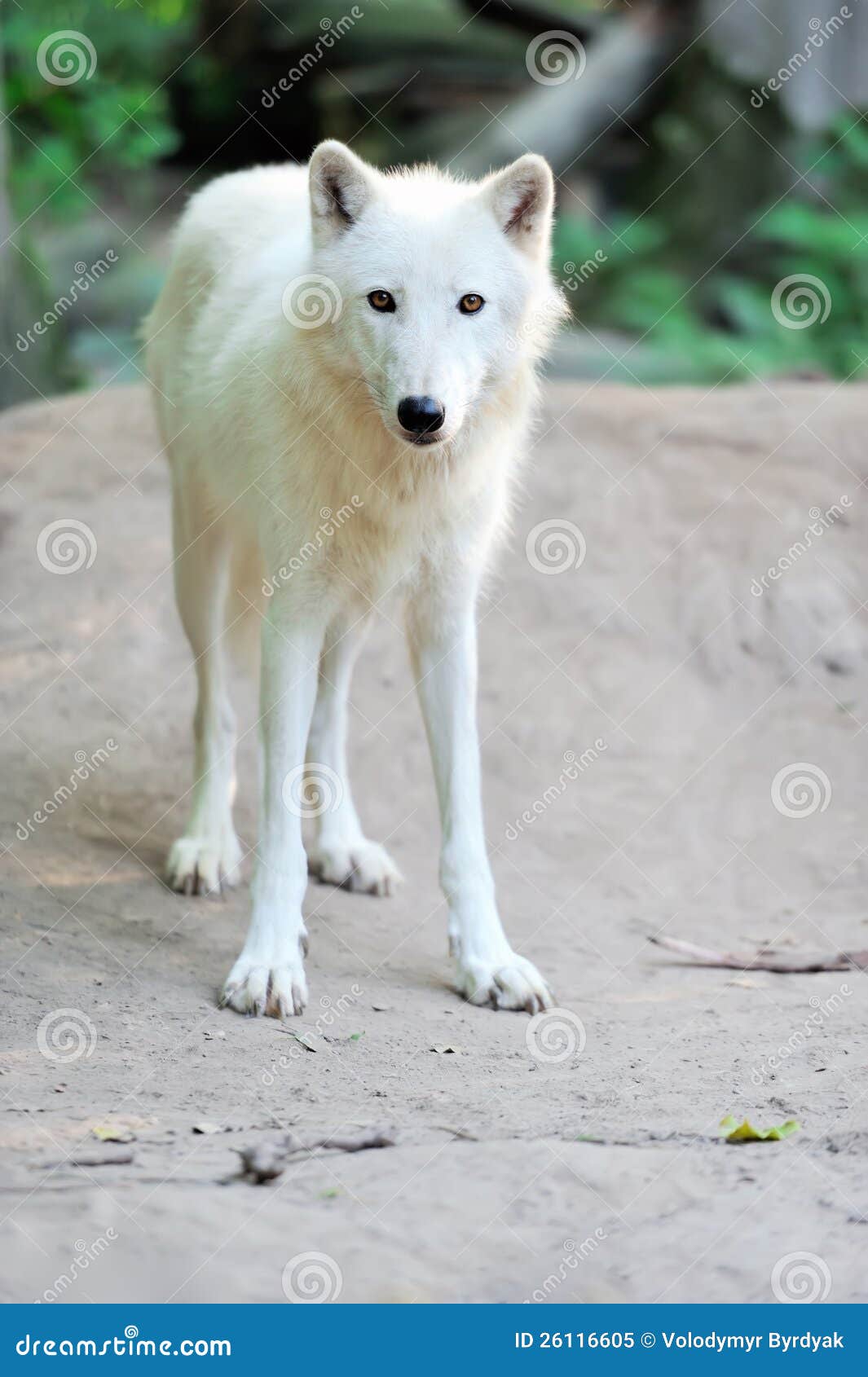 Weißer Wolf stockbild. Bild von wild, auge, arktisch - 26116605