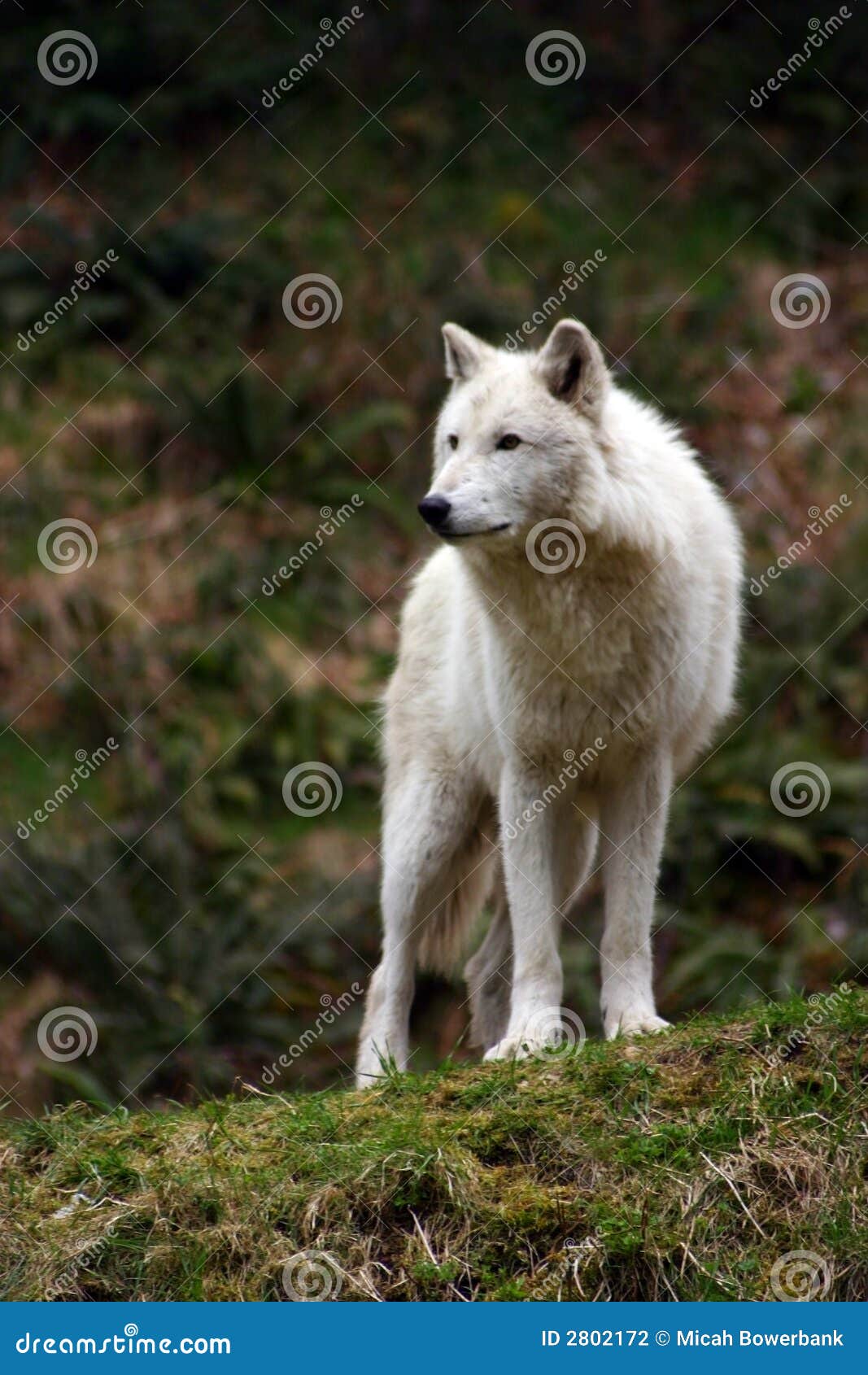 Weißer Wolf stockfoto. Bild von kopf, winter, tier, raub - 2802172