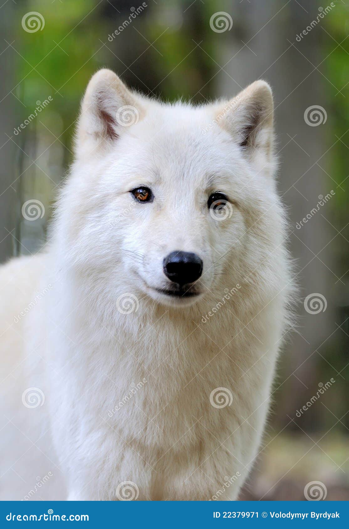 Weißer Wolf im Wald stockbild. Bild von tier, geschöpf - 22379971