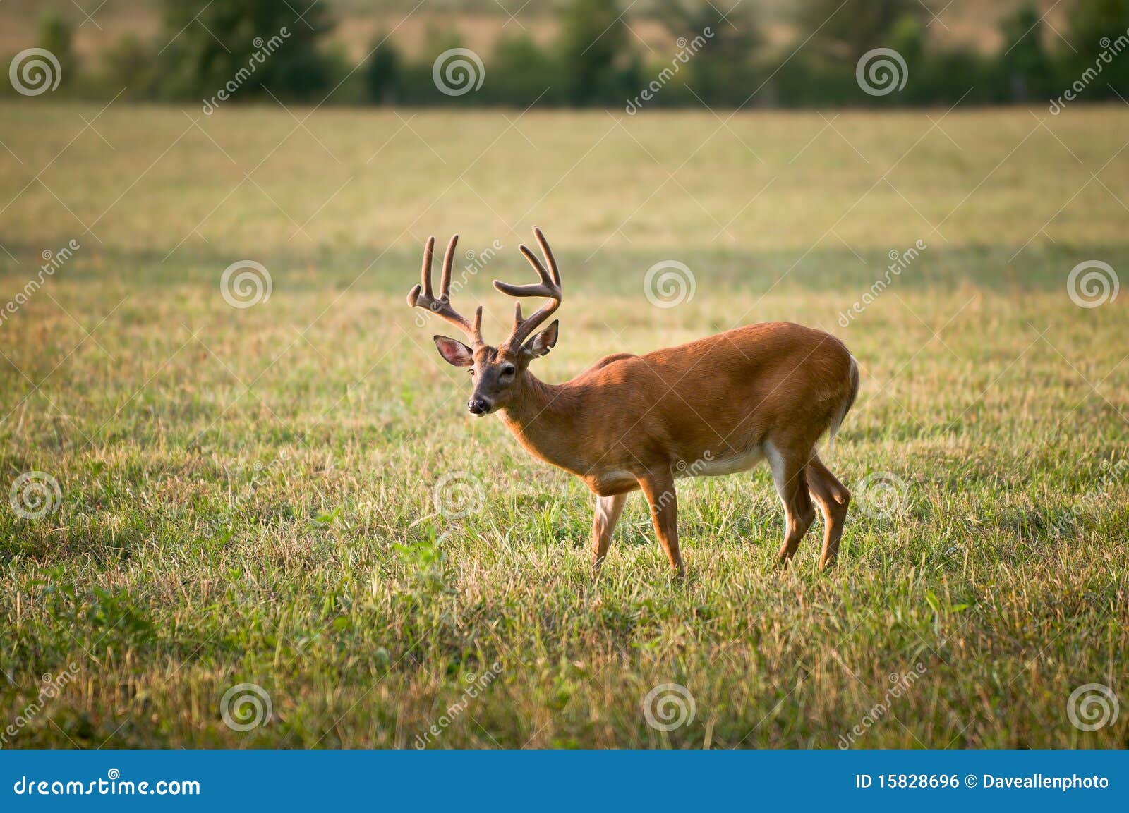 Weißes Angebundenes Dollar-Rotwild-Tier-Tier Stockfoto - Bild von ...