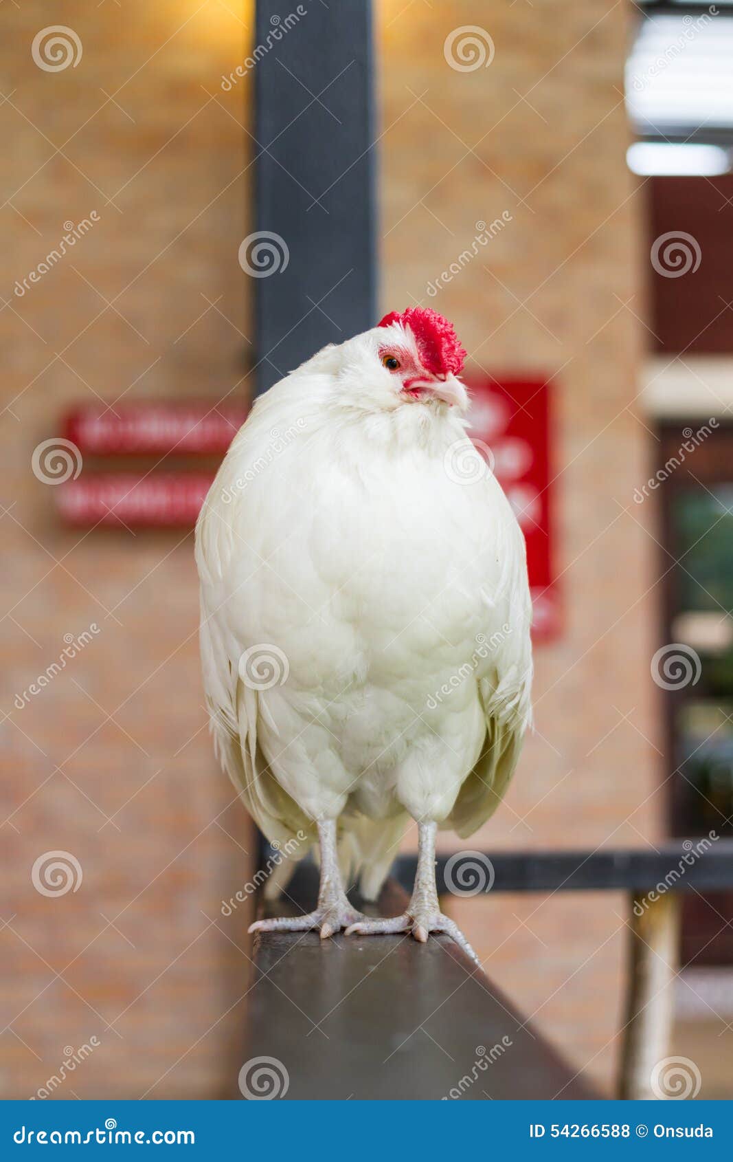 130 Fettes Huhn Fotos - Kostenlose und Royalty-Free Stock-Fotos von ...