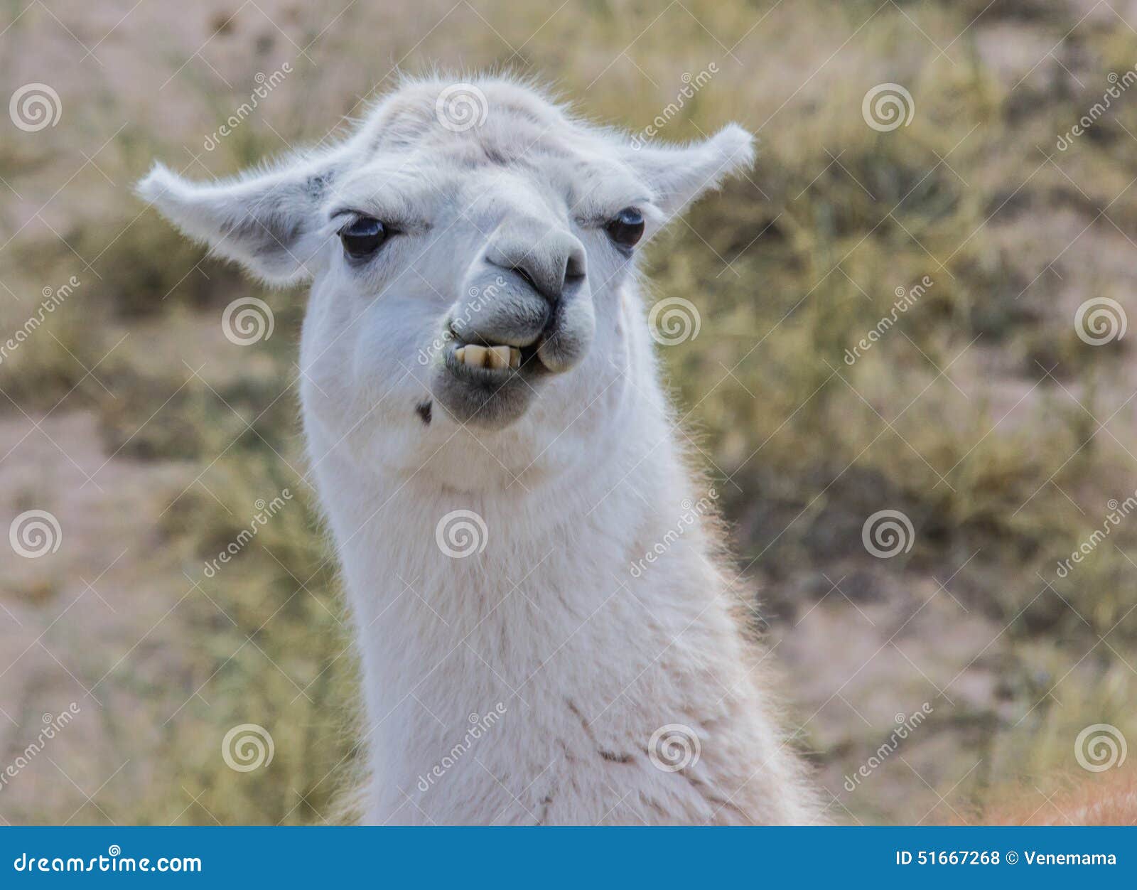 Weißes Lama stockfoto. Bild von pelz, haar, lama, süd - 51667268