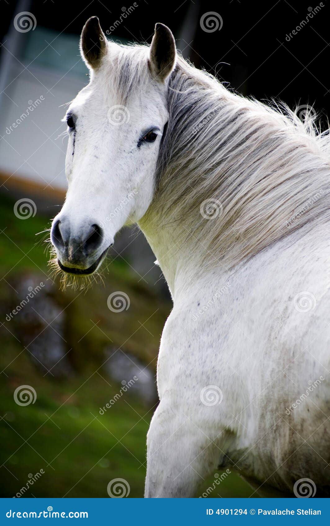 Weißes Pferd stockfoto. Bild von gras, stehen, landwirtschaftlich - 4901294