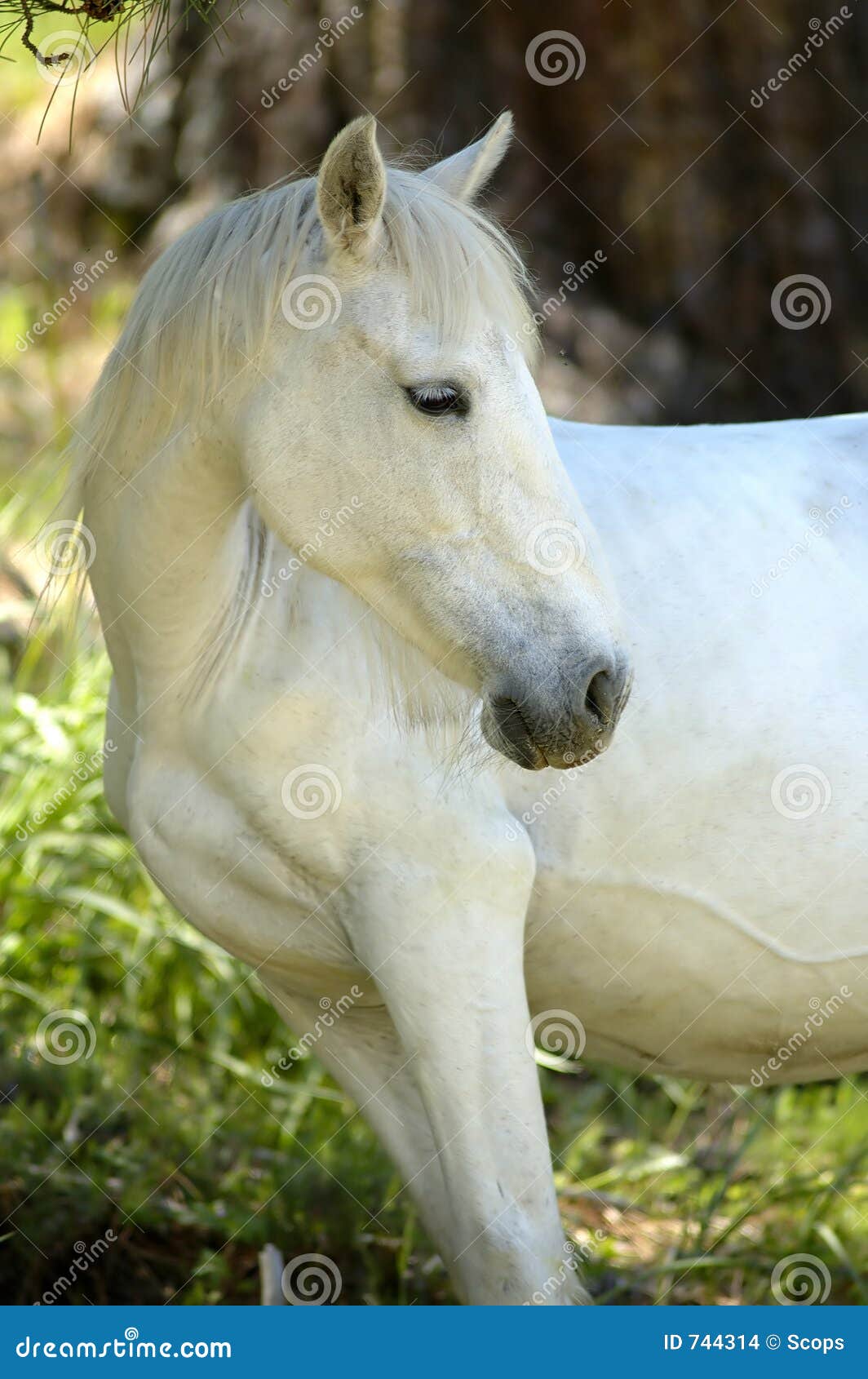 Weißes Pferd stockfoto. Bild von säugetier, reiter, ranch - 744314