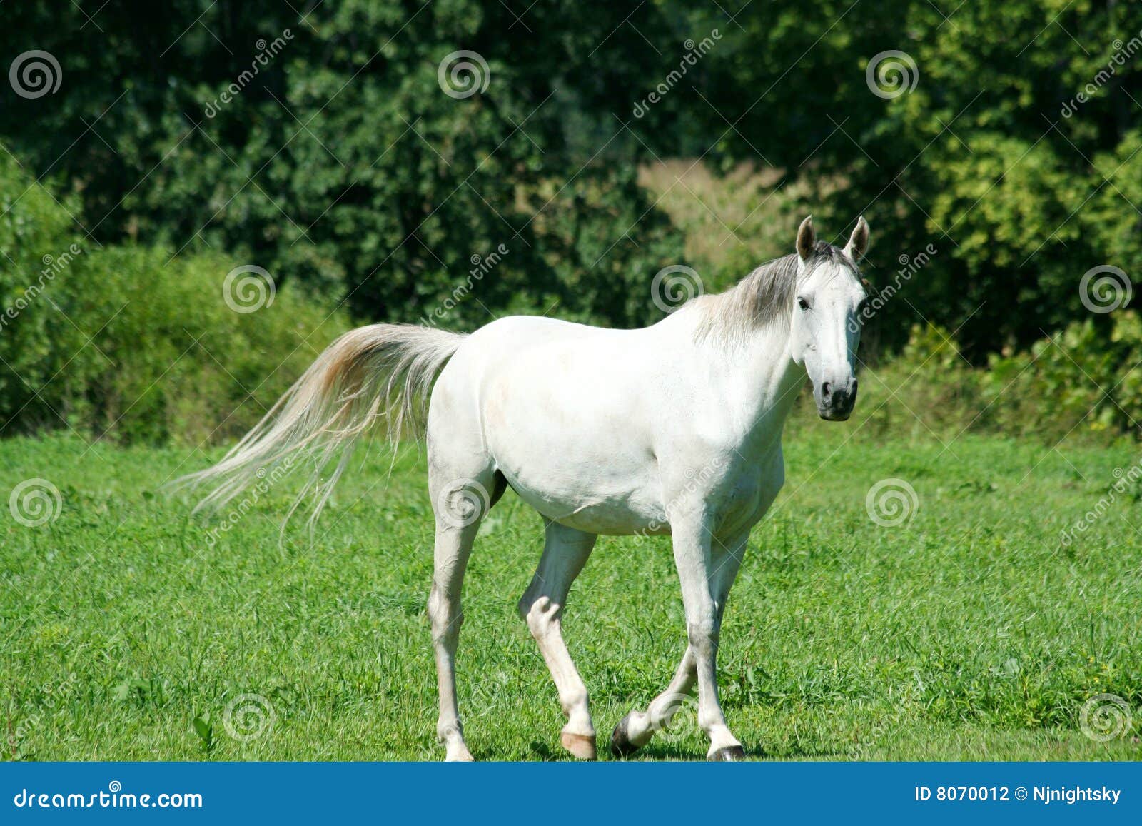Weißes Pferd stockfoto. Bild von tier, mähne, gras, bauernhof - 8070012