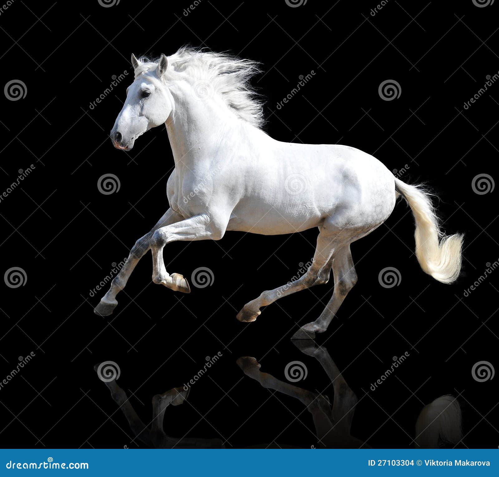 Weißes Pferd Auf Dem Schwarzen Stockfoto - Bild von galopp, leuchte ...
