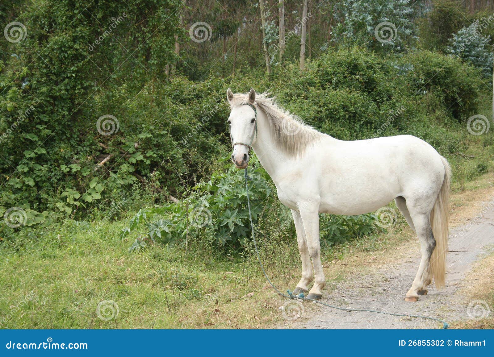 Weißes Pferd, Das Auf Einer Straße Steht Stockfoto - Bild von säugetier ...