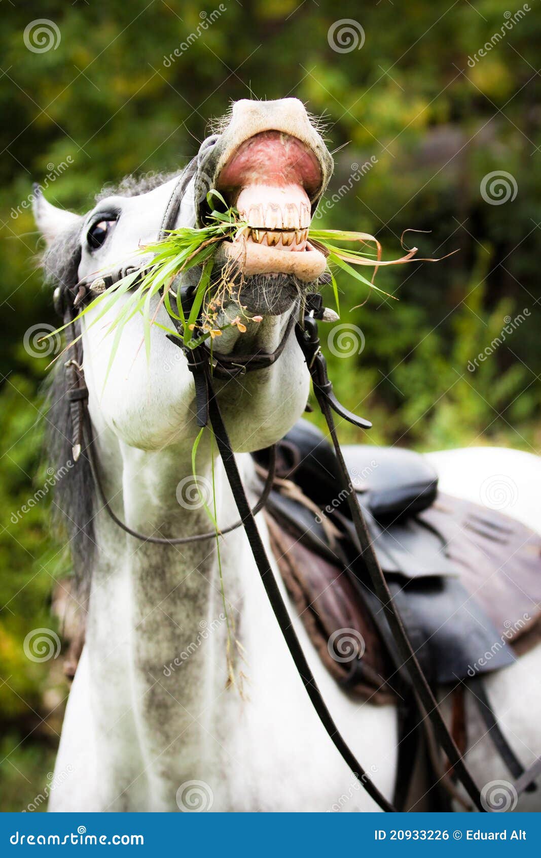 Weißes Pferd, Das Gras Kaut Stockfoto - Bild von reiter, haupt: 20933226