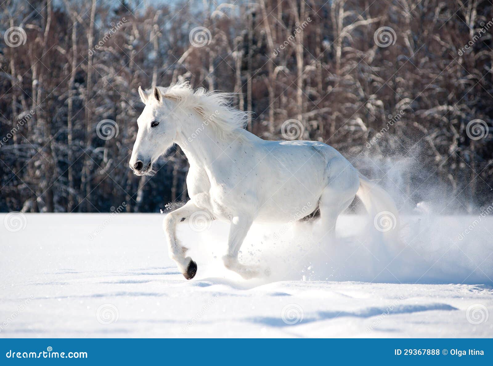 Weißes Pferd im Winter stockfoto. Bild von tätigkeit - 29367888