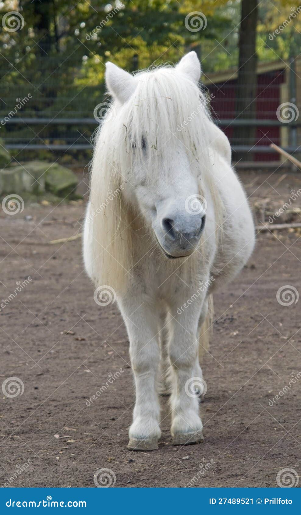 Weißes Pony stockbild. Bild von pelz, nahaufnahme, pferd - 27489521