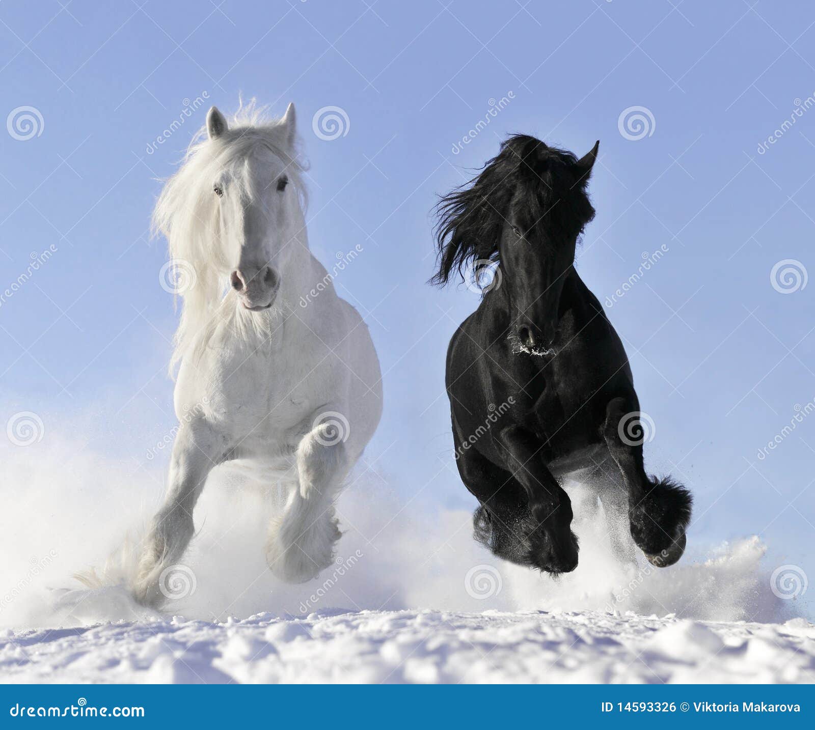 Weißes und schwarzes Pferd stockfoto. Bild von schönheit - 14593326