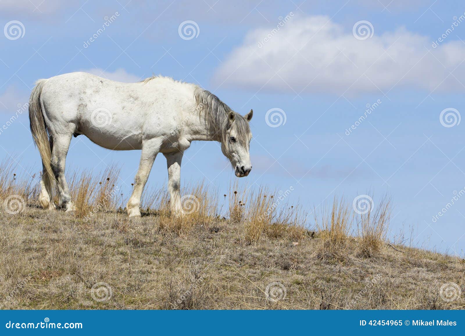 Weißes Wildes Pferd in Roosevelt National Park Stockbild - Bild von ...