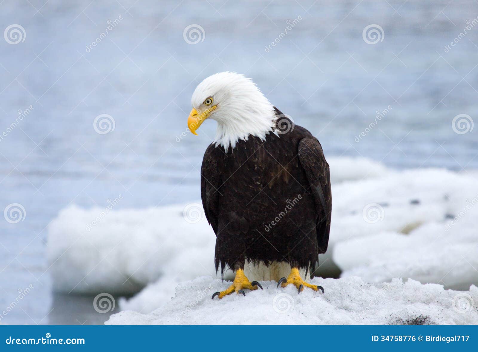 Weißkopfseeadler Auf Eis, Alaska Stockfoto - Bild von wildnis, kahl ...