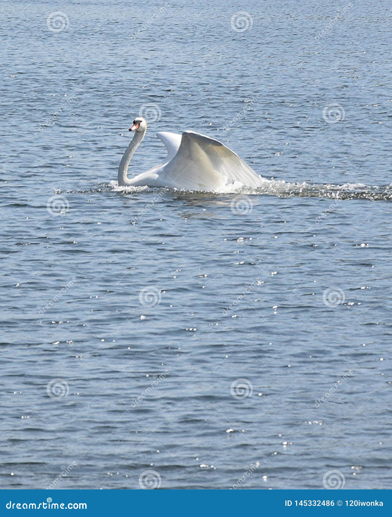 Wei?er Schwan stockfoto. Bild von rein, reflexion, nave - 145332486
