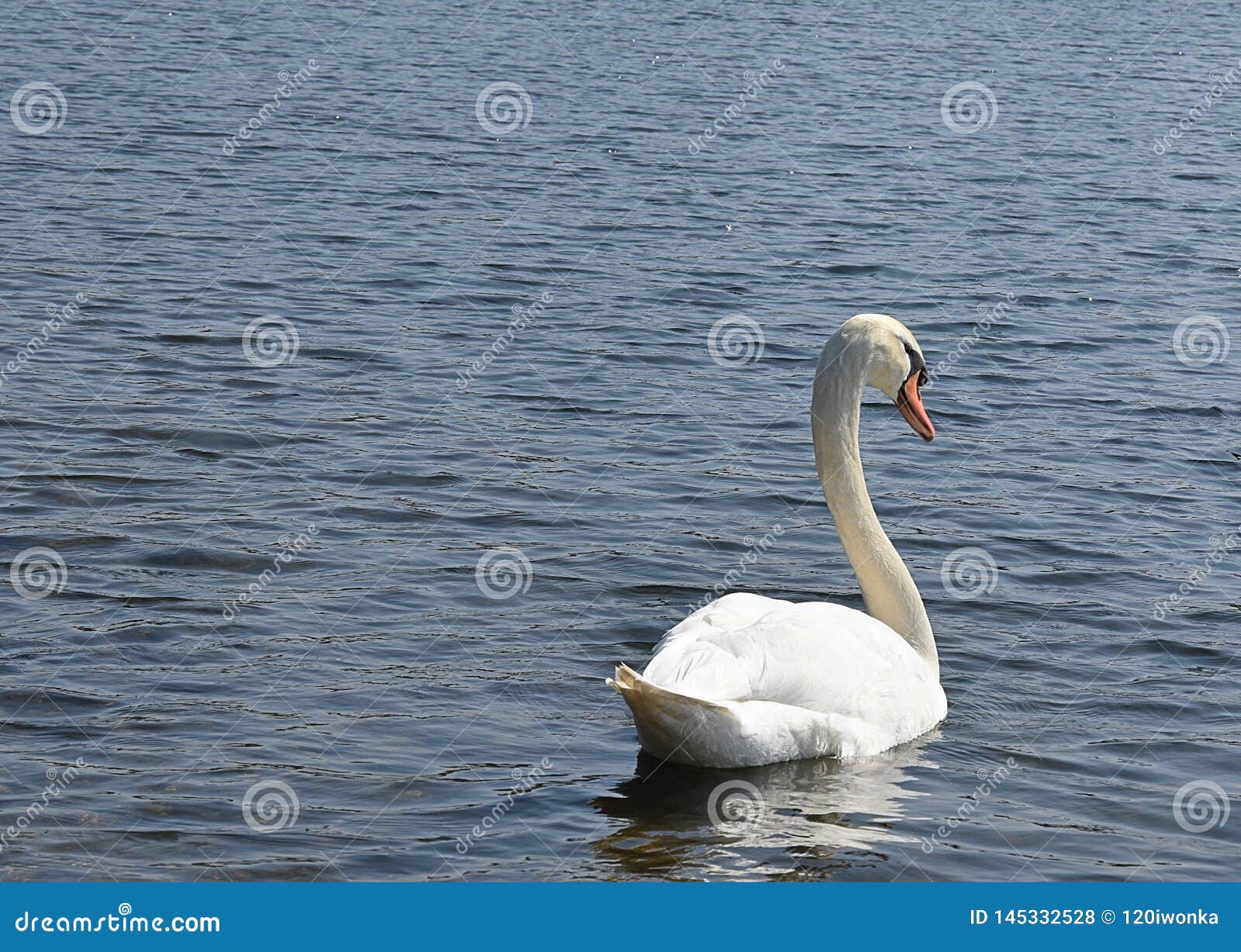 Wei?er Schwan stockfoto. Bild von tiere, tier, nave - 145332528