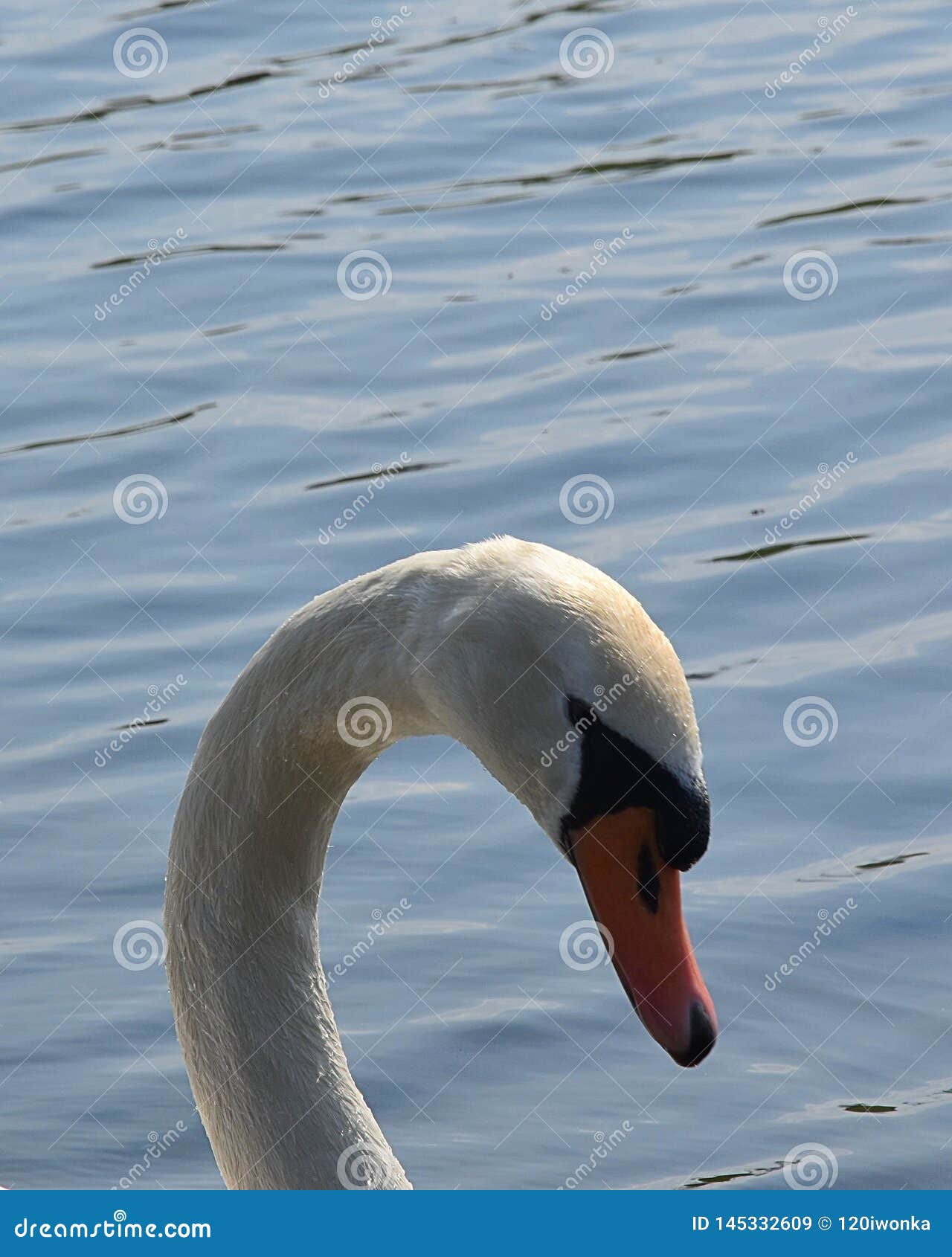Wei?er Schwan stockbild. Bild von reinheit, würdevoll - 145332609