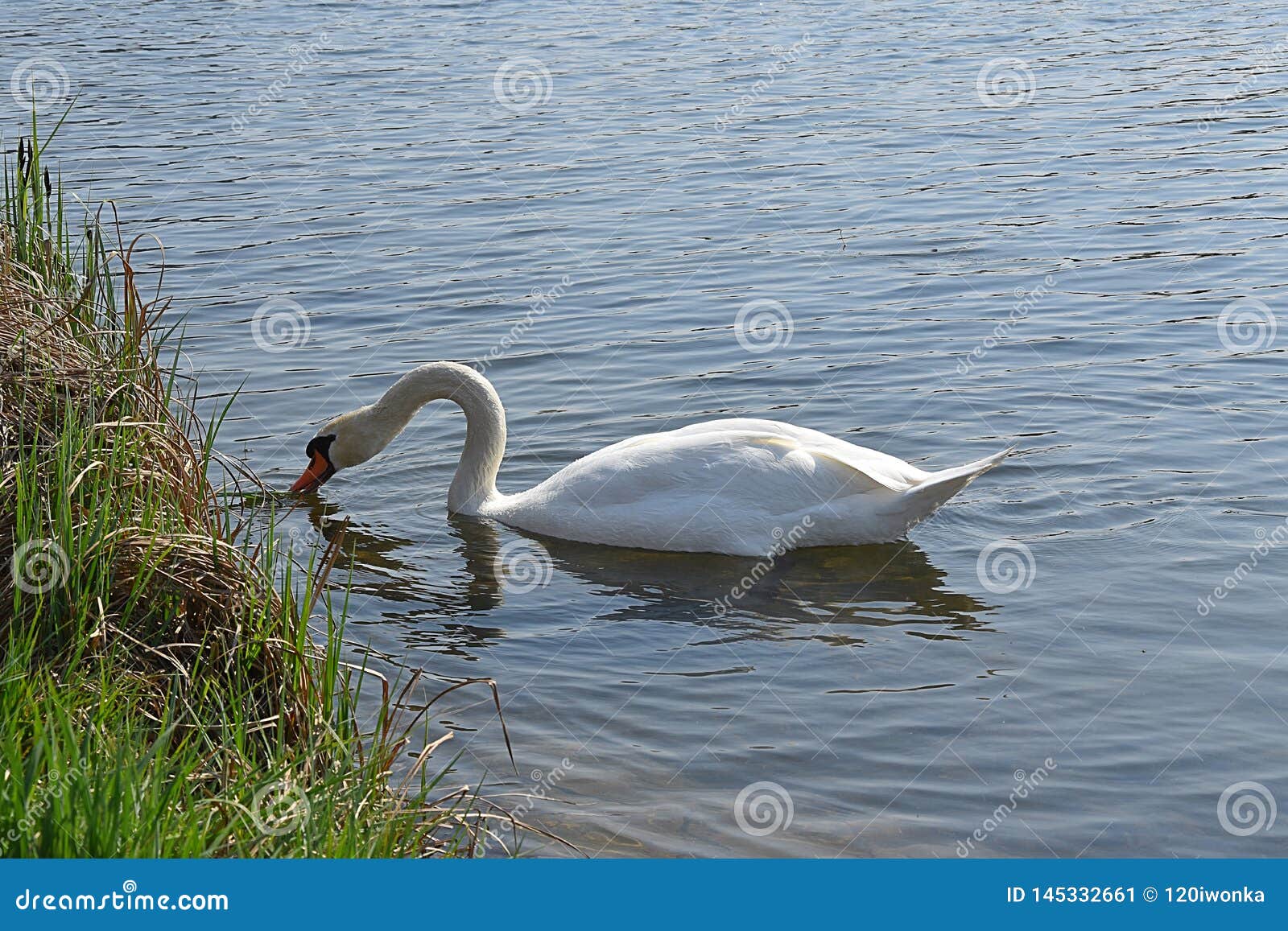 Wei?er Schwan stockbild. Bild von rein, eleganz, schönheit - 145332661