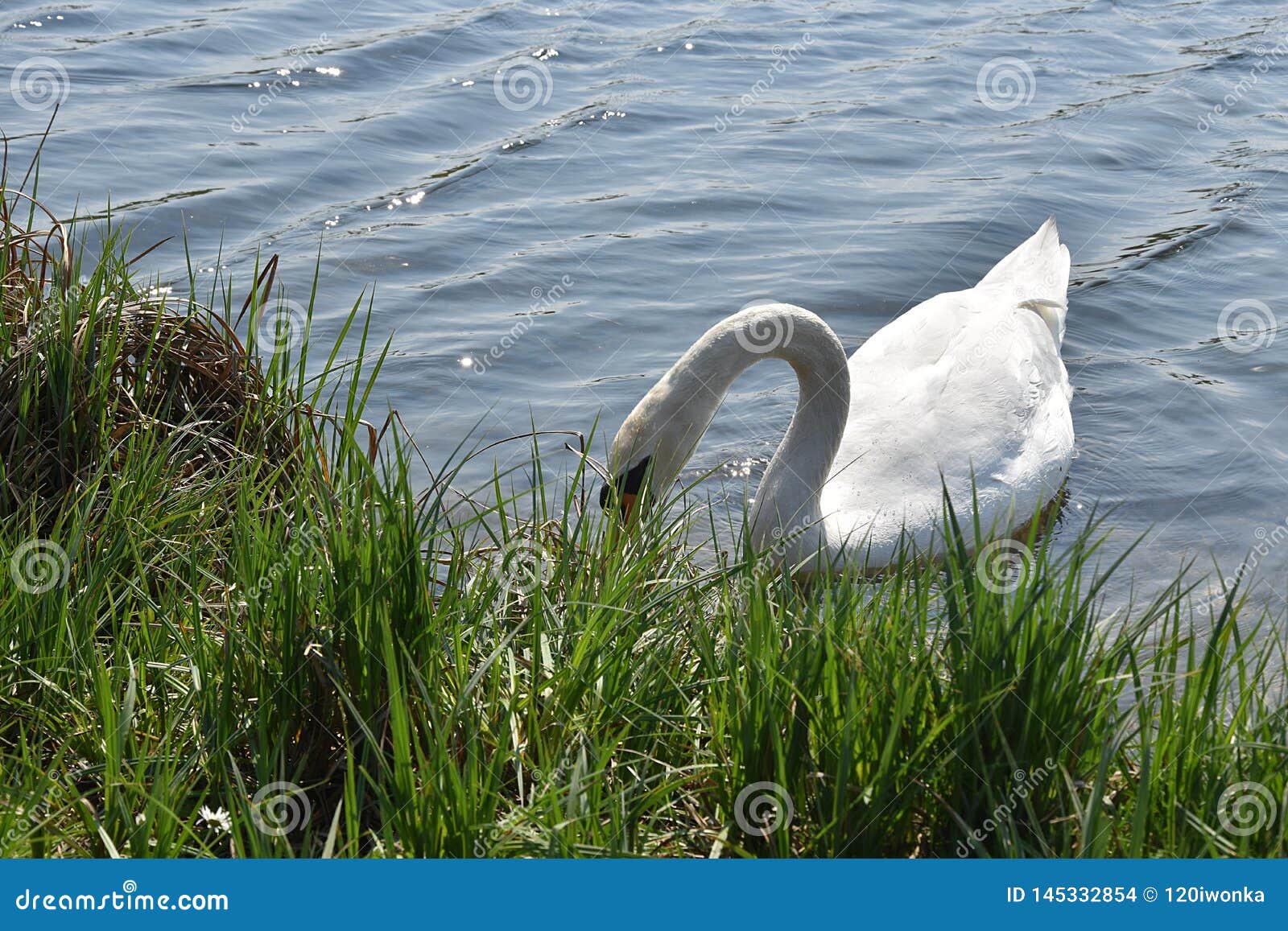 Wei?er Schwan stockfoto. Bild von rein, tiere, reinheit - 145332854