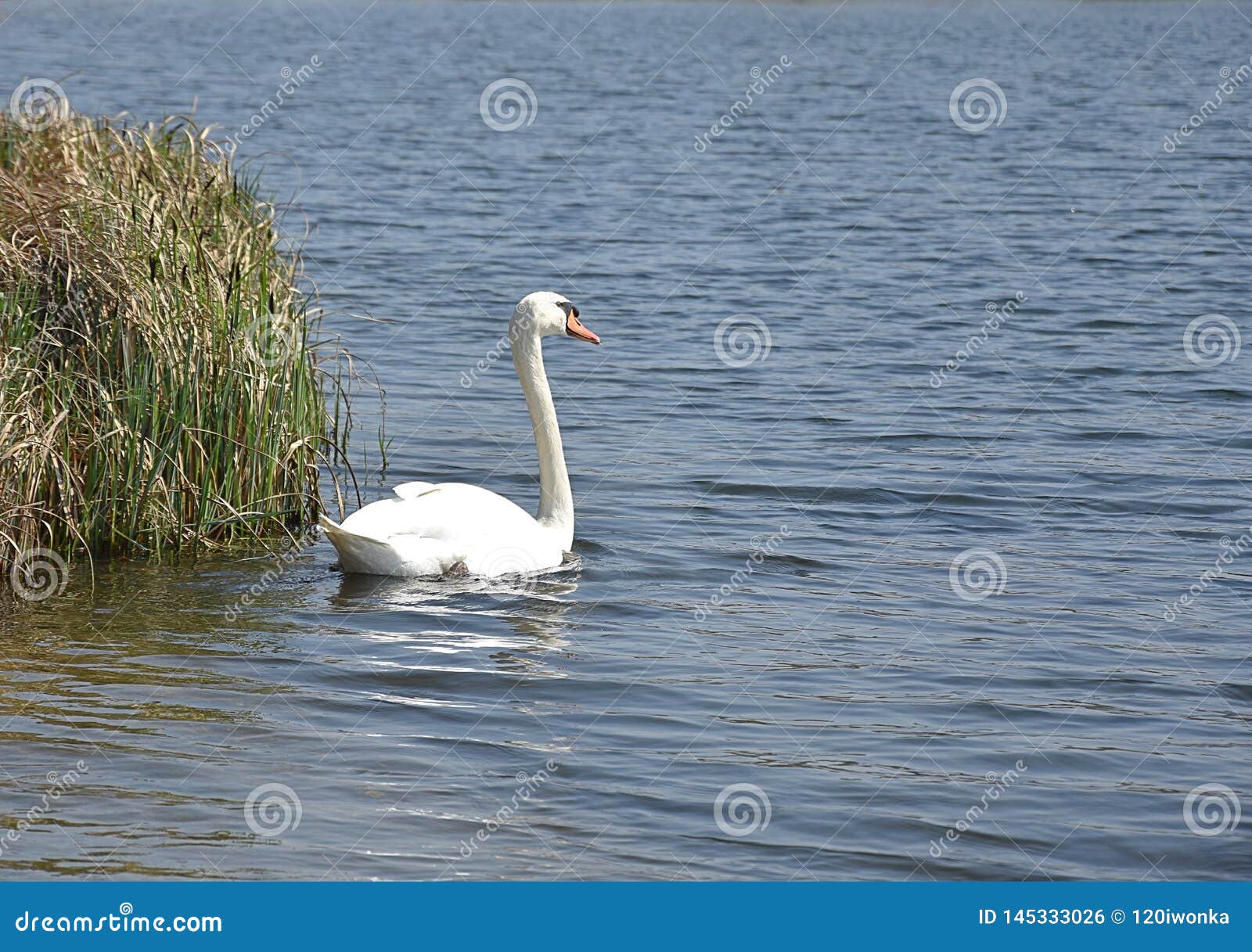 Wei?er Schwan stockfoto. Bild von reinheit, eleganz - 145333026
