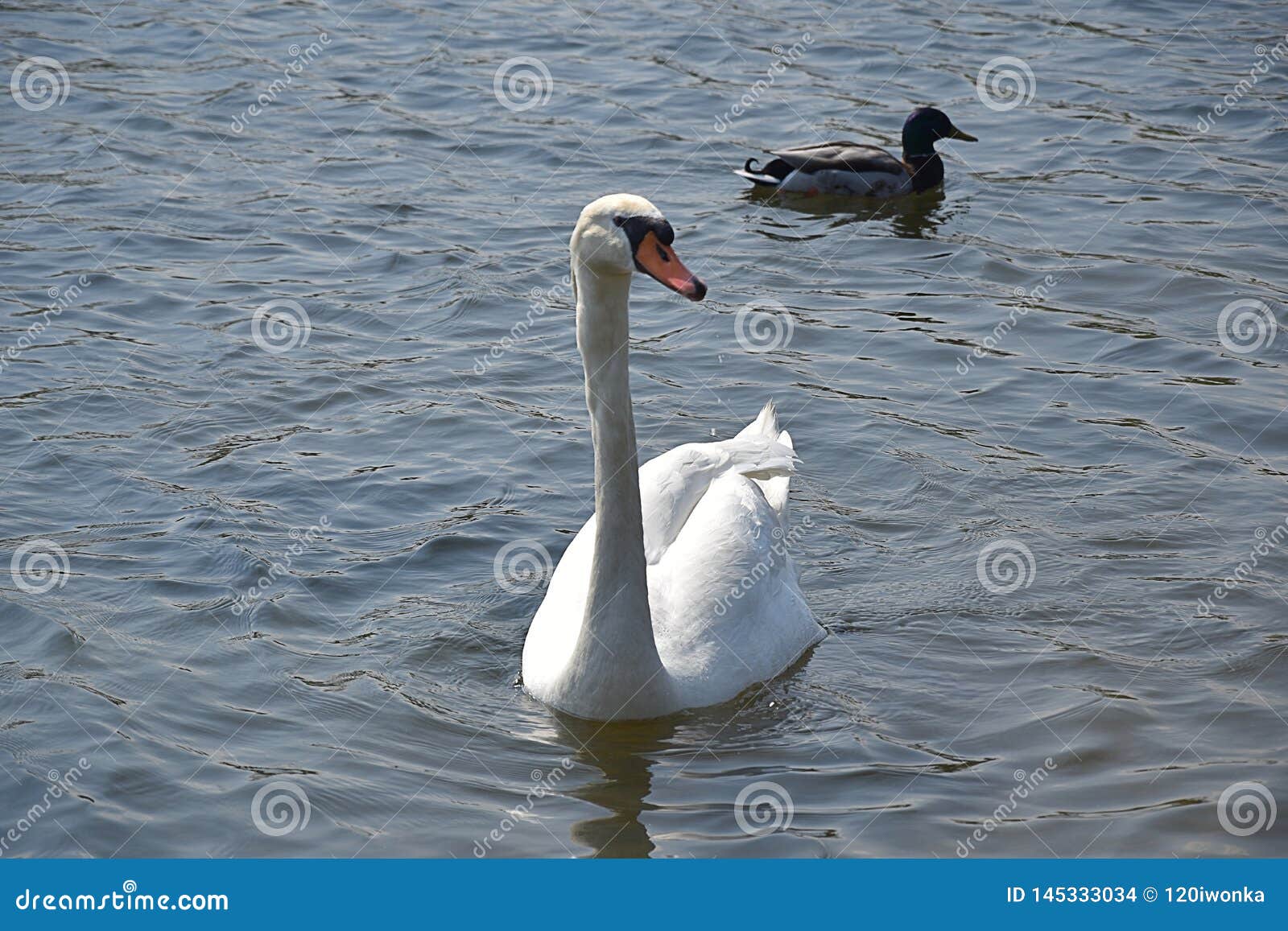 Wei?er Schwan stockfoto. Bild von rein, wildnis, welle - 145333034
