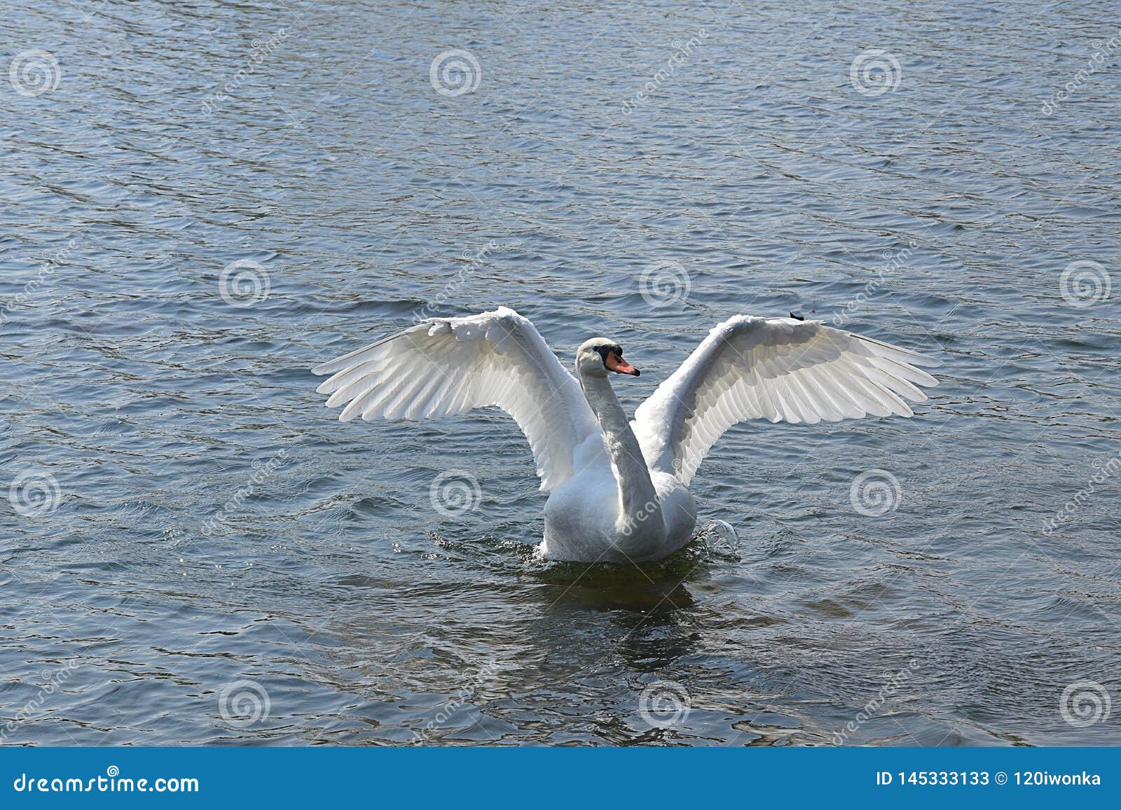 Wei?er Schwan stockbild. Bild von rein, wildnis, tiere - 145333133