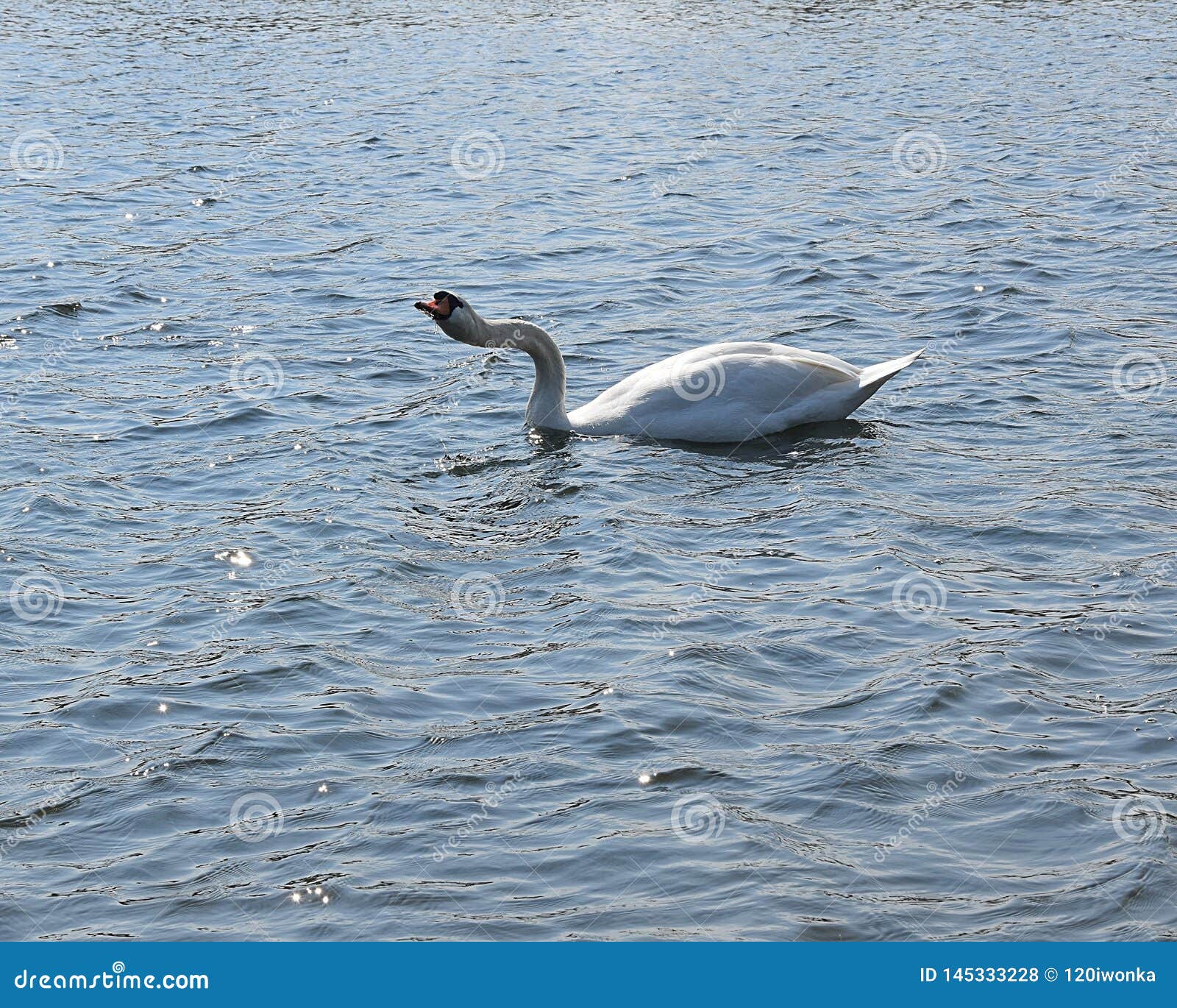Wei?er Schwan stockfoto. Bild von nave, schönheit, rein - 145333228