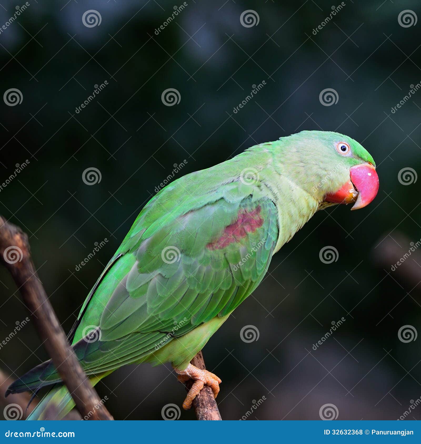 Weibliche Alexandrine Parakeet Stockfoto - Bild von sommer, feder: 32632368
