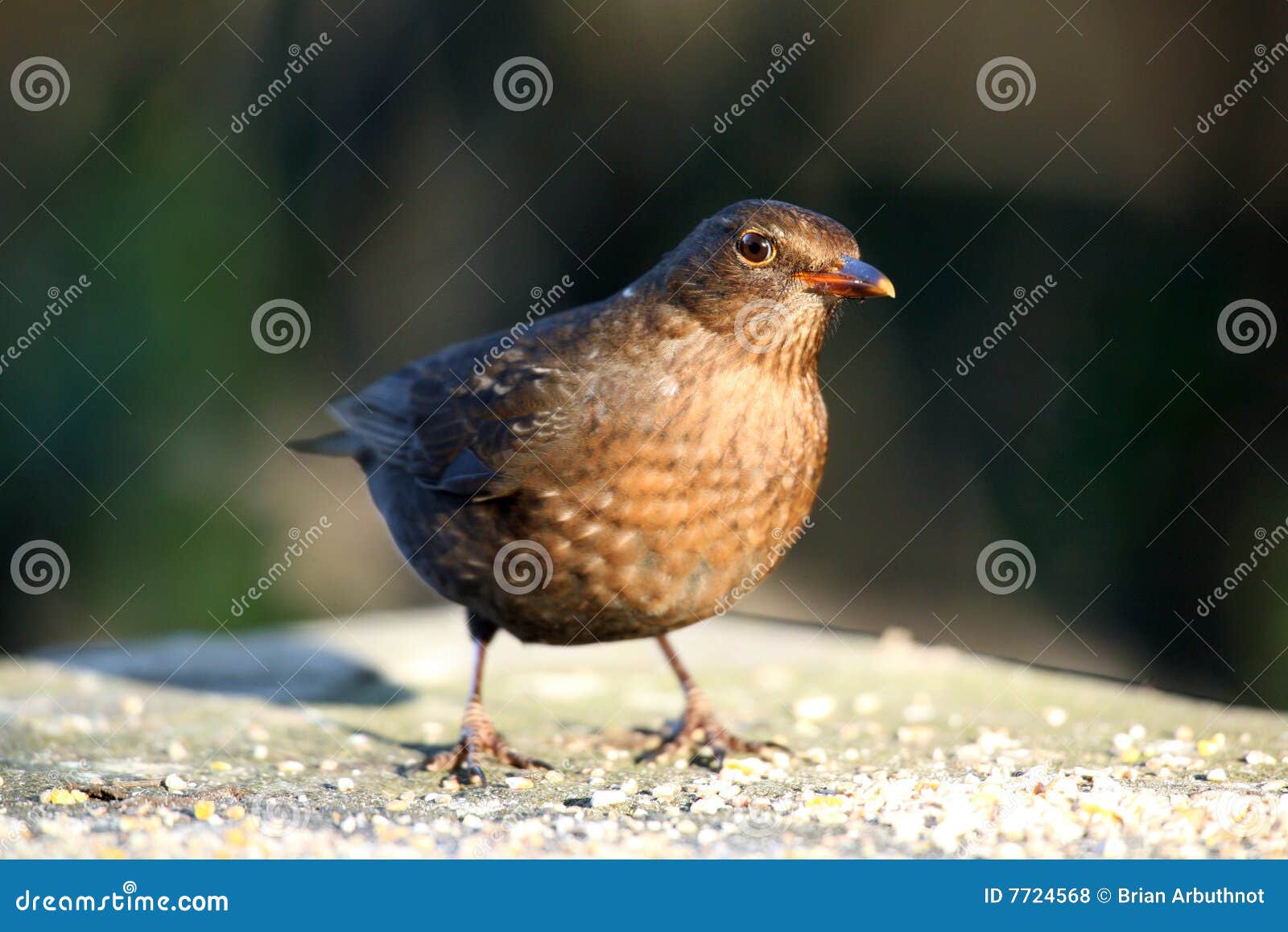 Weibliche Amsel. stockfoto. Bild von schwarzes, wild, henne - 7724568