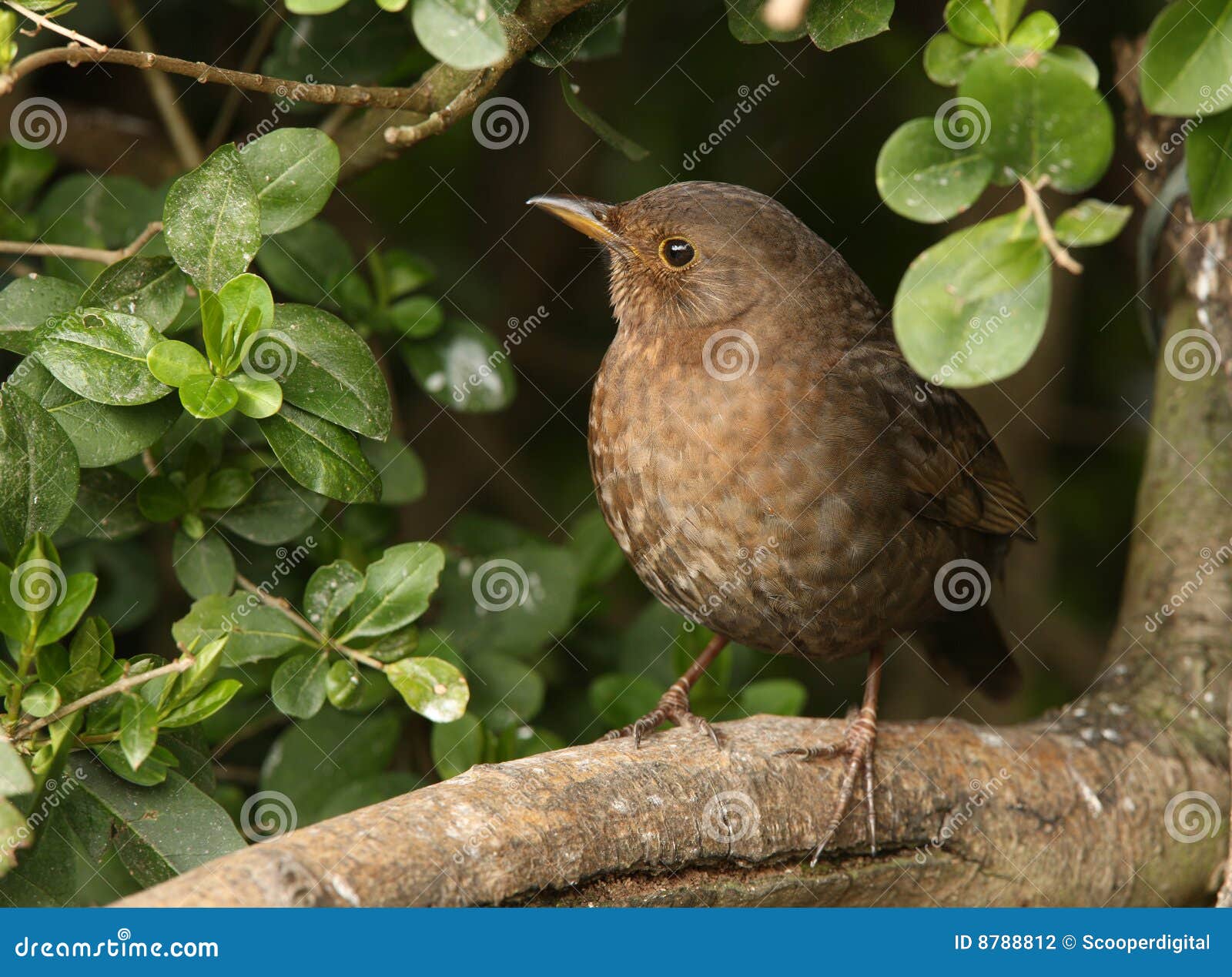 Weibliche Amsel stockfoto. Bild von schwarzes, britisch - 8788812