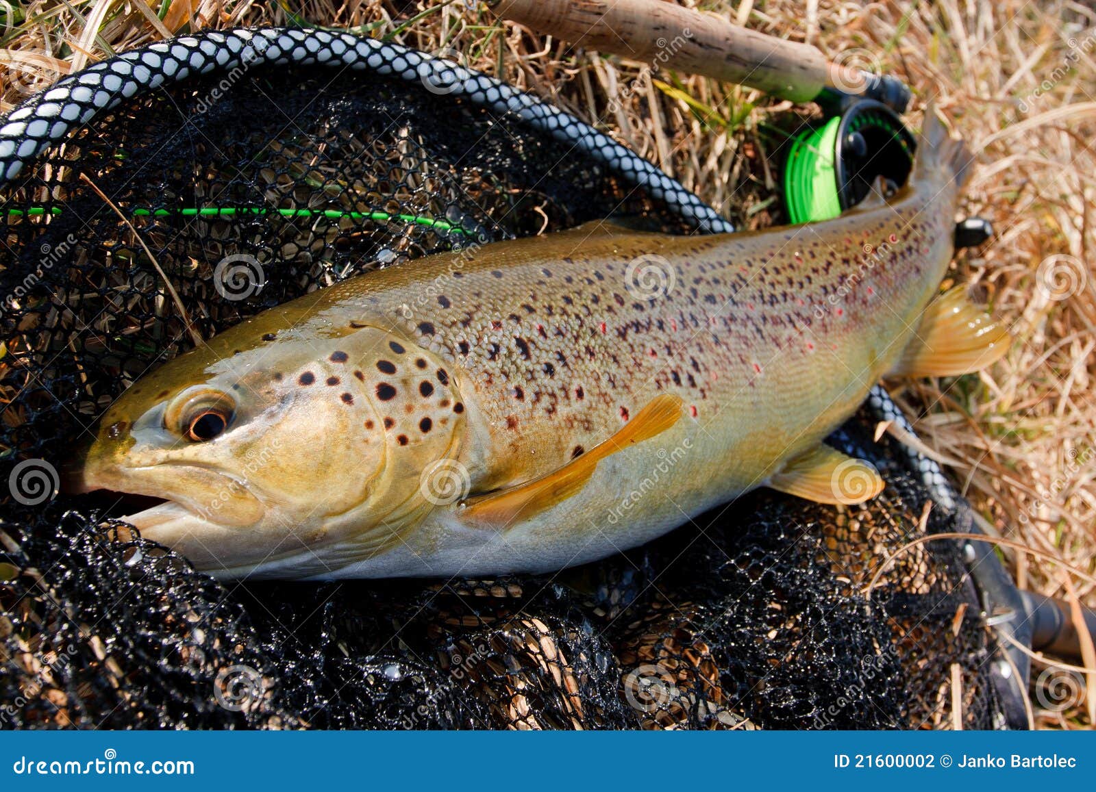 Weibliche braune Forelle stockfoto. Bild von fliege, nahaufnahme - 21600002