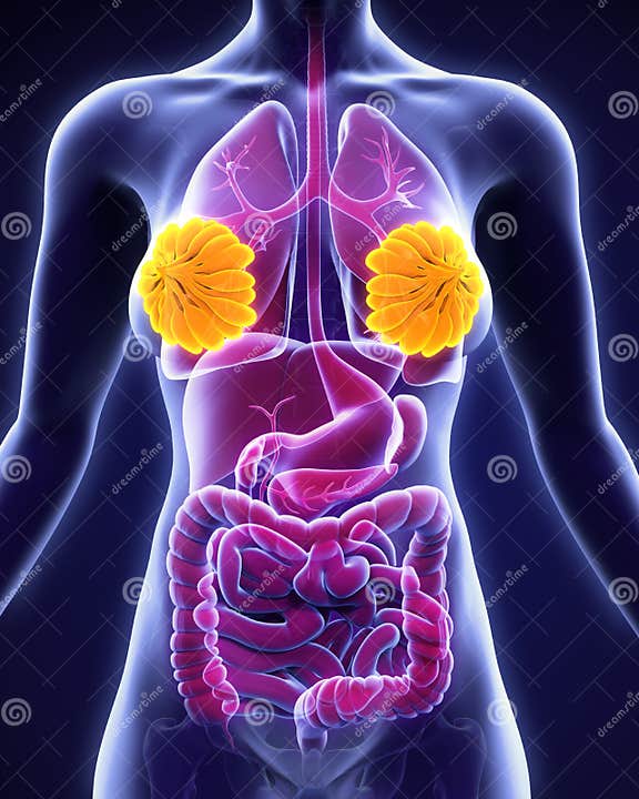 Weibliche Brust-Anatomie stock abbildung. Illustration von nippel - 55281973