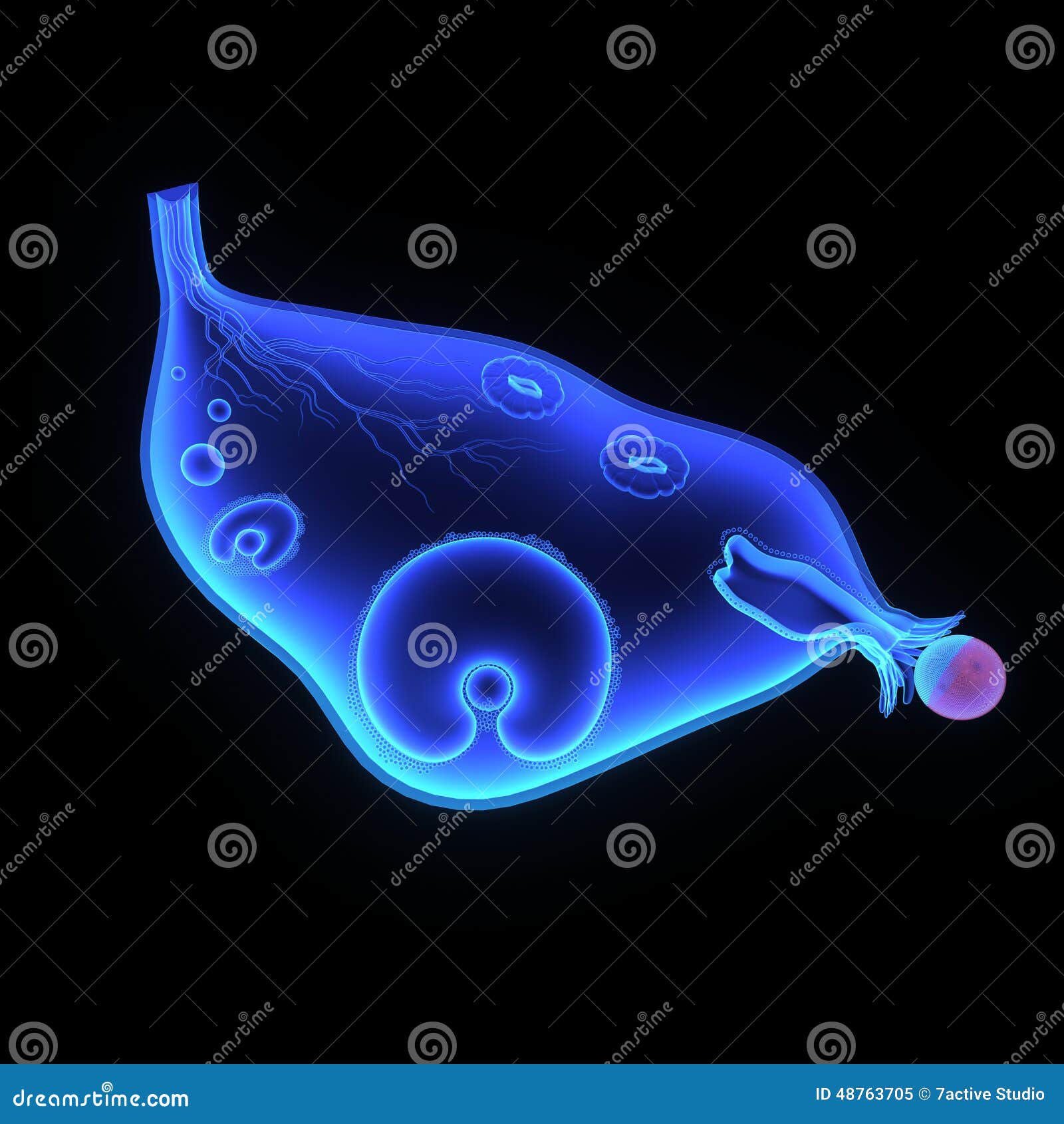 Weibliche Eierstockstruktur Stock Abbildung - Illustration von ...