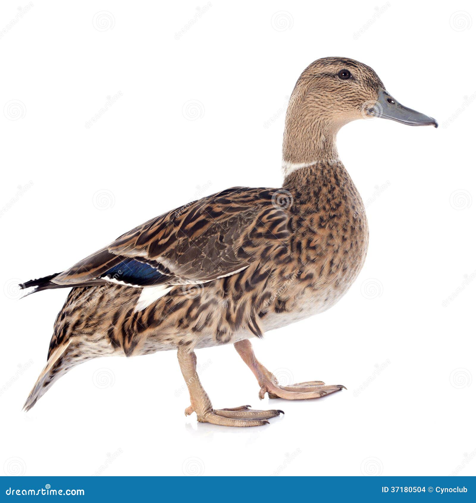 Weibliche Ente stockfoto. Bild von frau, stockente, ente - 37180504