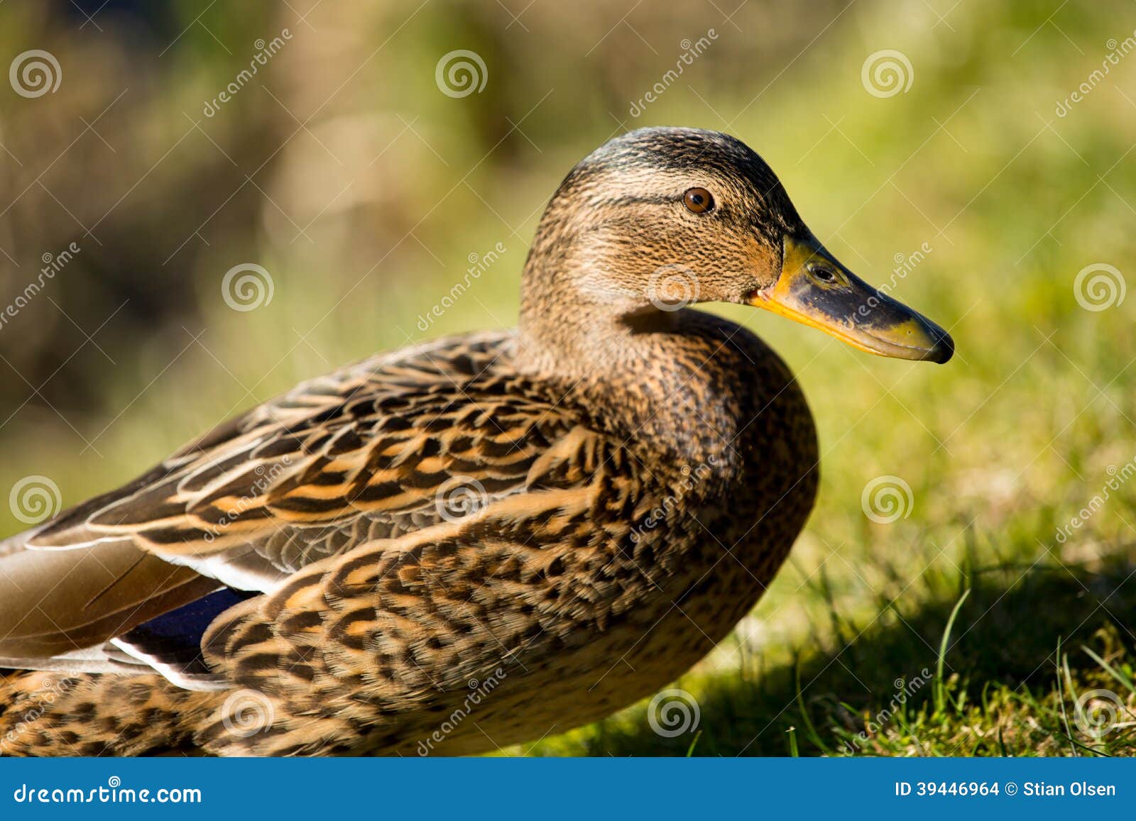 Weibliche Ente stockfoto. Bild von schnabel, federn, wildnis - 39446964