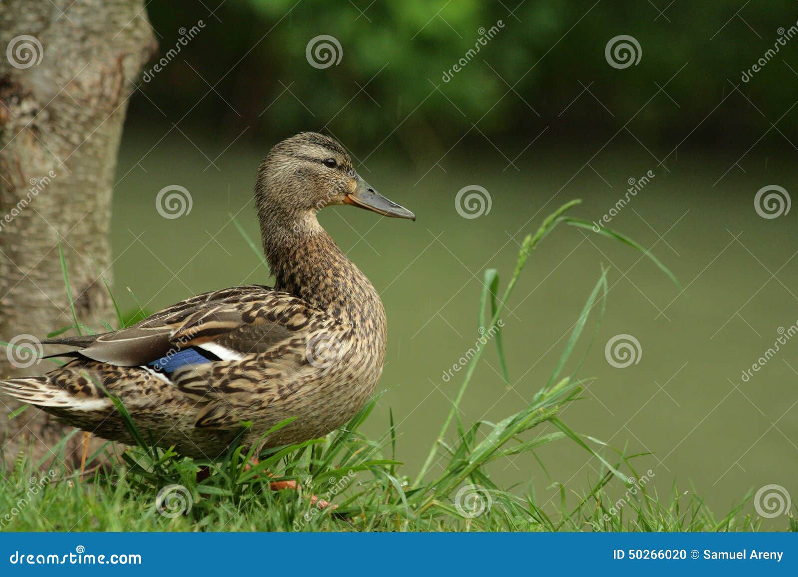 Weibliche Ente stockfoto. Bild von stockente, biodiversität - 50266020