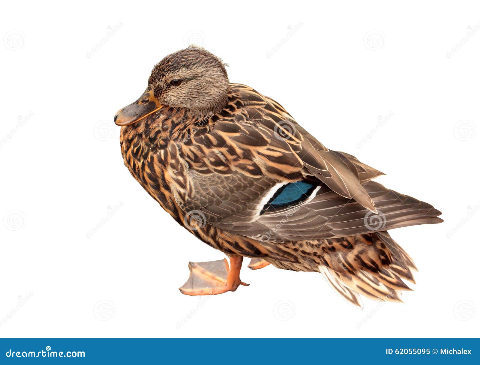 Weibliche Ente stockbild. Bild von stockente, feder, ente - 62055095