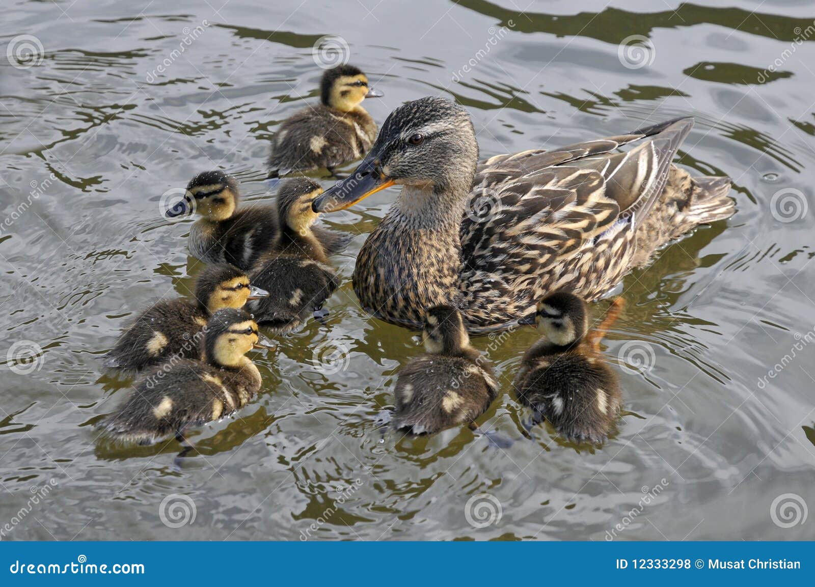 Weibliche Entestockente Mit Seinen Entlein Stockfoto - Bild von braun ...