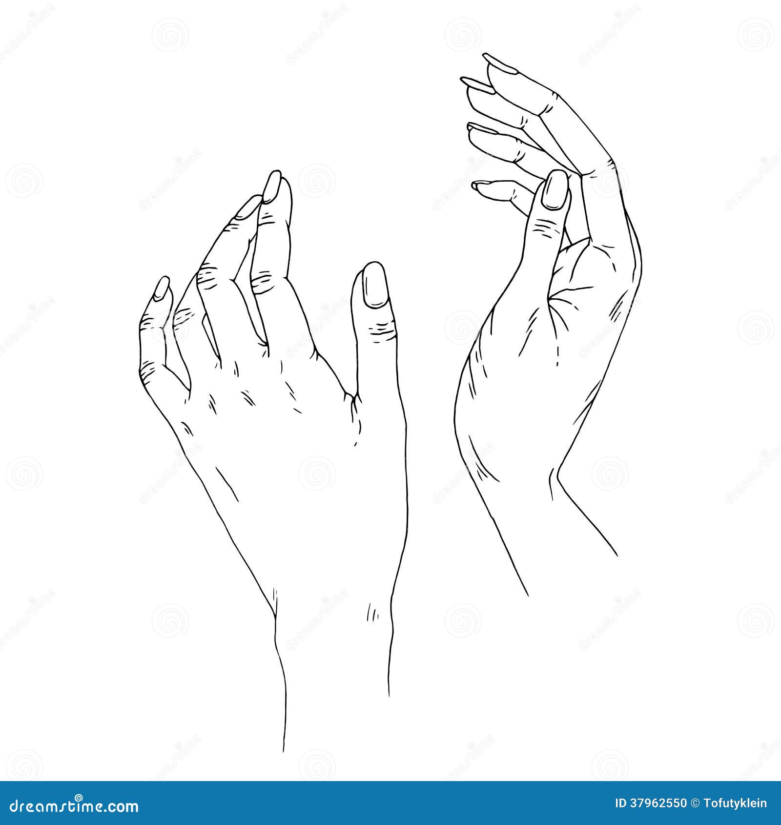Weibliche Hände. Hand Gezeichnete Illustration. Stockfoto - Bild: 37962550