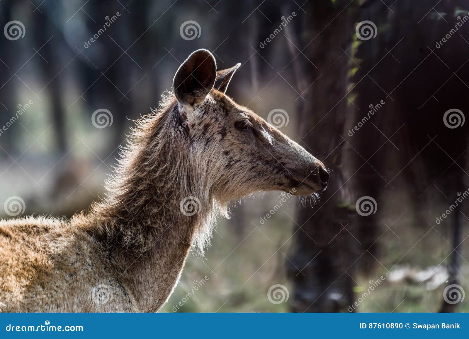 Weibliche Hind Rusa Unicolor- Oder Sambar-Rotwild Stockfoto - Bild von ...