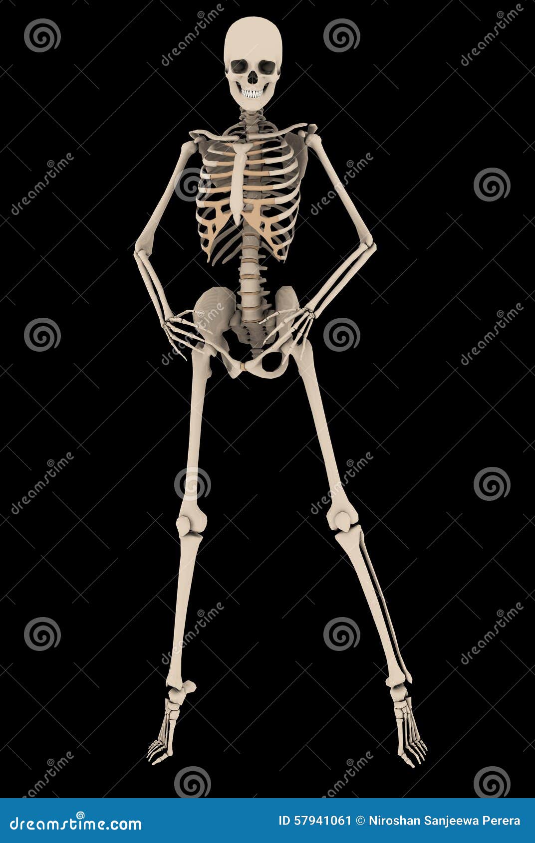 Weibliche Skeleton Mode-Haltung Mit Beschneidungspfad Stock Abbildung ...