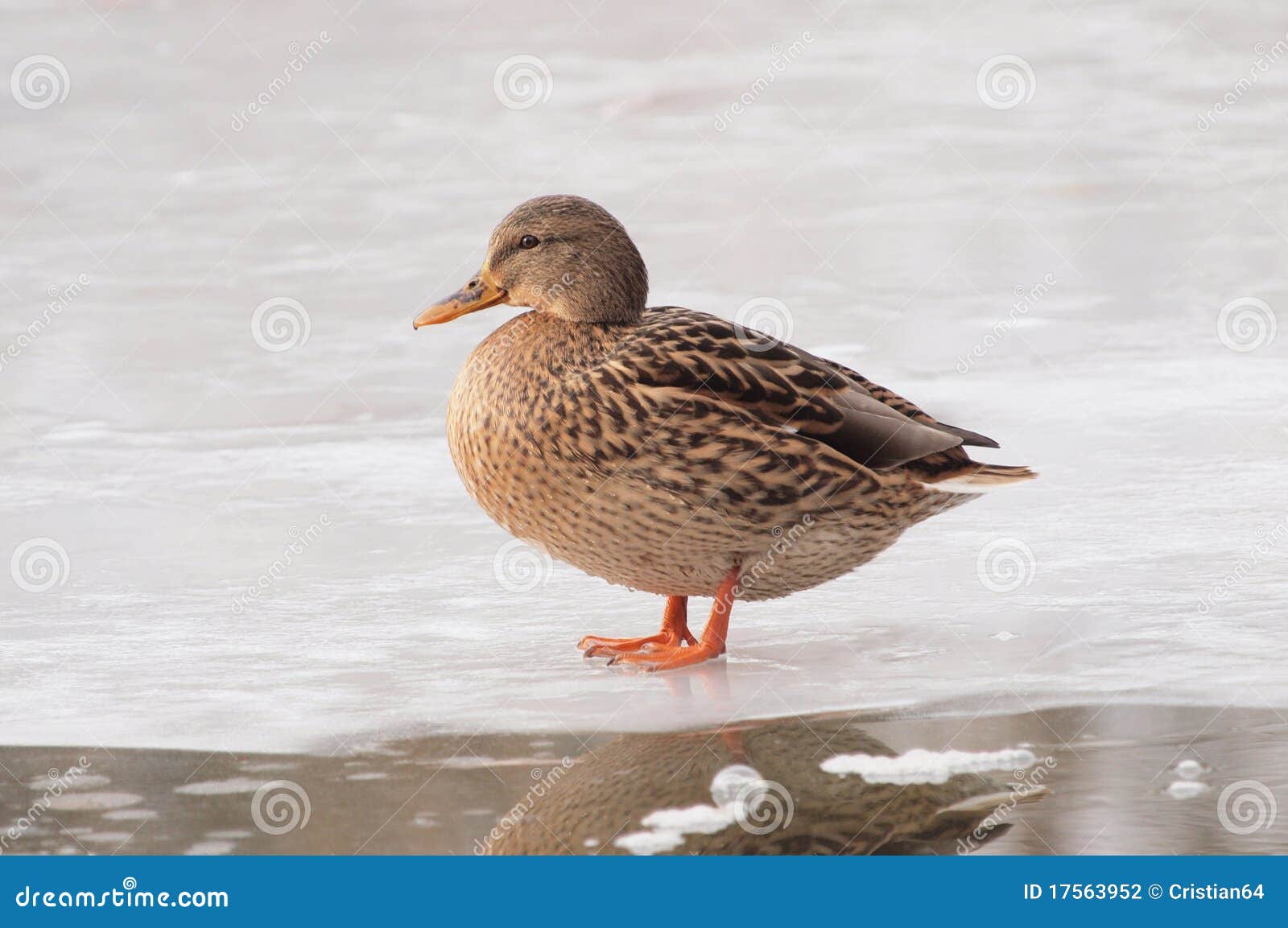 Weibliche Stockente Auf Eis Stockfoto - Bild von ente, wildnis: 17563952