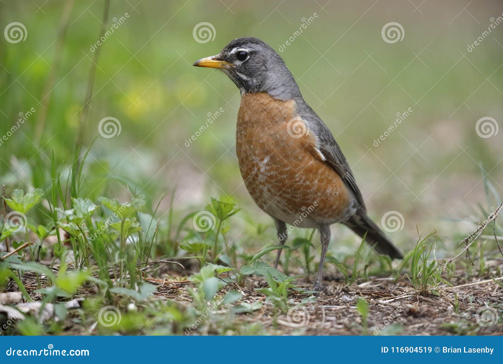 Weibliche Wanderdrossel - Ontario, Kanada Stockbild - Bild von wiese ...
